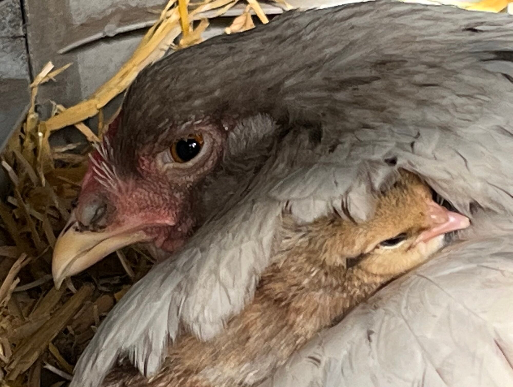 1027.jpg | BackYard Chickens - Learn How to Raise Chickens