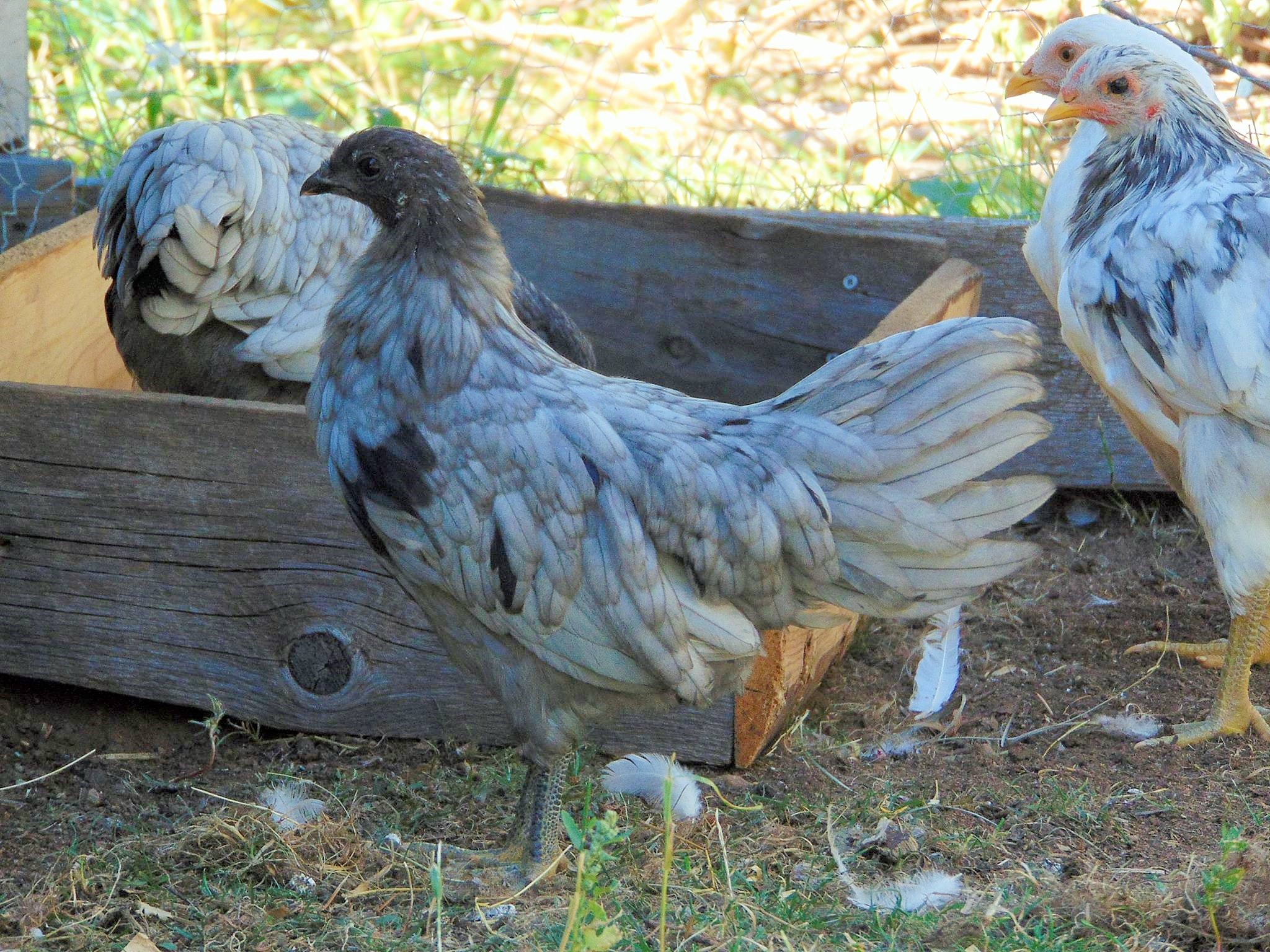11 week old, Blue Splash Sumatra hen | BackYard Chickens - Learn How to ...