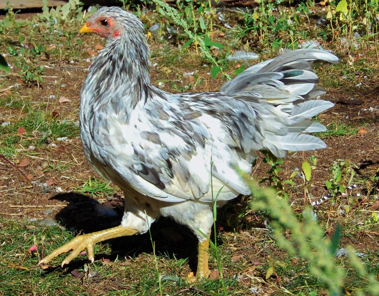 11 week old Splash Sumatra rooster | BackYard Chickens - Learn How to ...