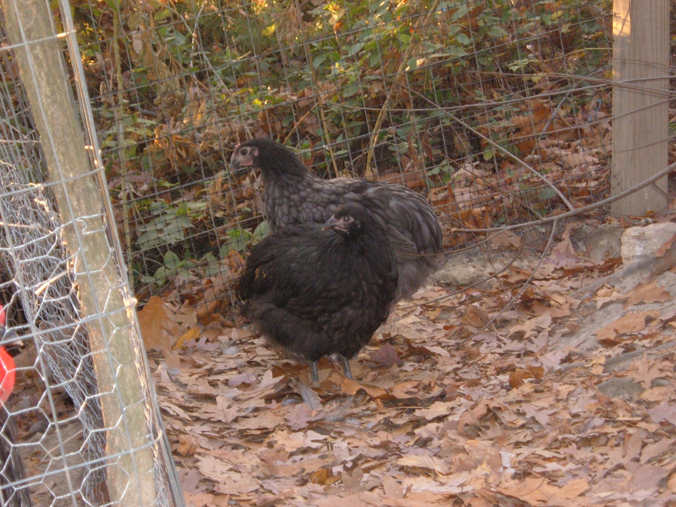 11 weeks. Back: blue runt pullet? Front: black pullet | BackYard ...