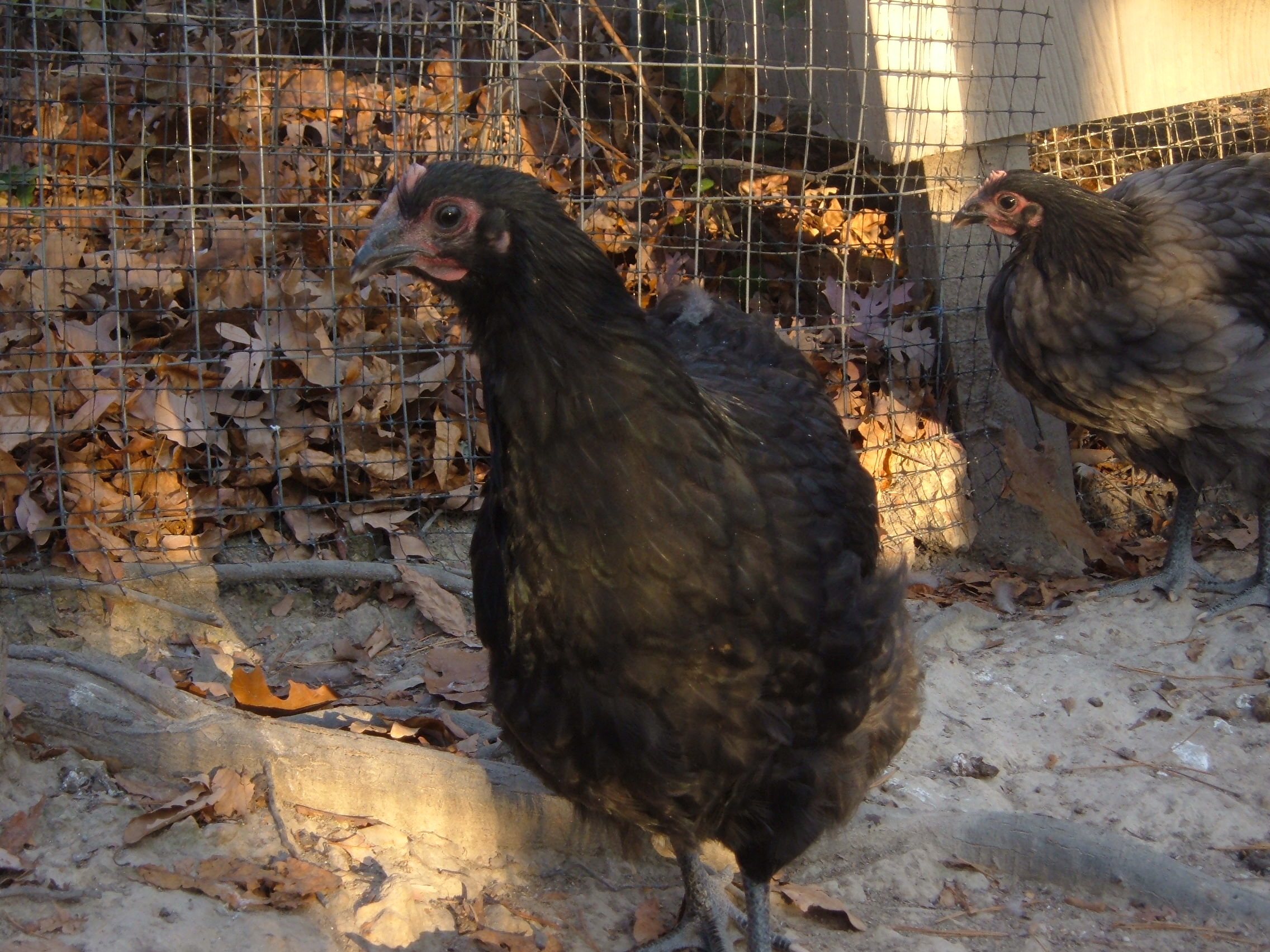 11 weeks Front: Black pullet? Back: Blue runt pullet? | BackYard ...