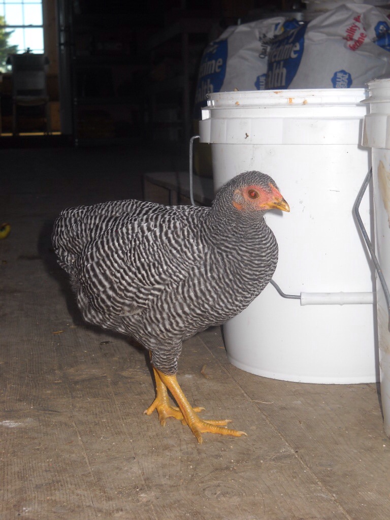 12 week old bantam Barred Rock pullet | BackYard Chickens - Learn How ...