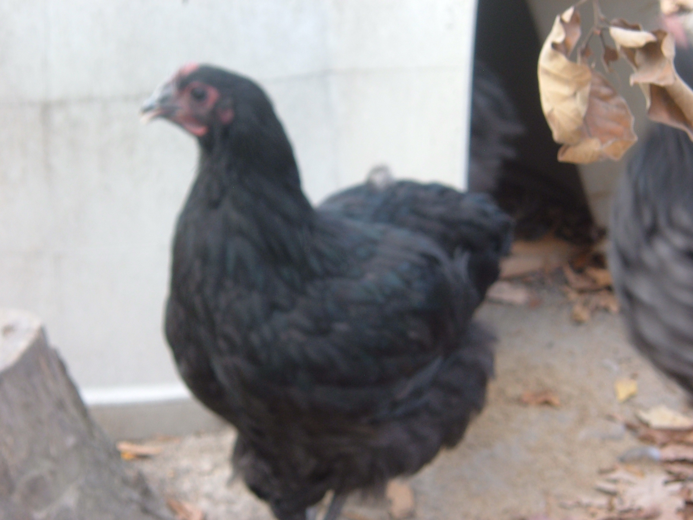 12 weeks. Black pullet? | BackYard Chickens - Learn How to Raise Chickens