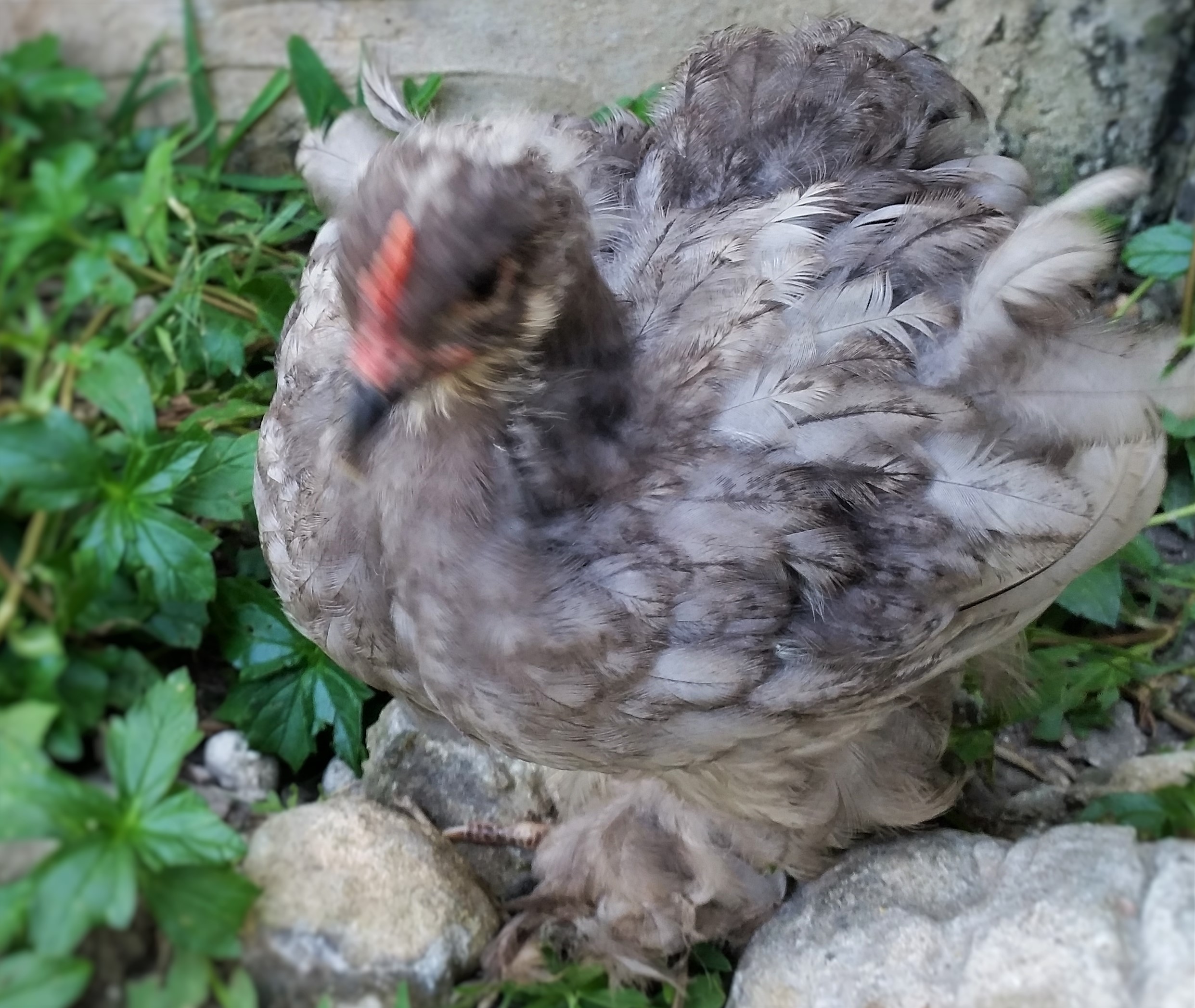 12 weeks | BackYard Chickens - Learn How to Raise Chickens