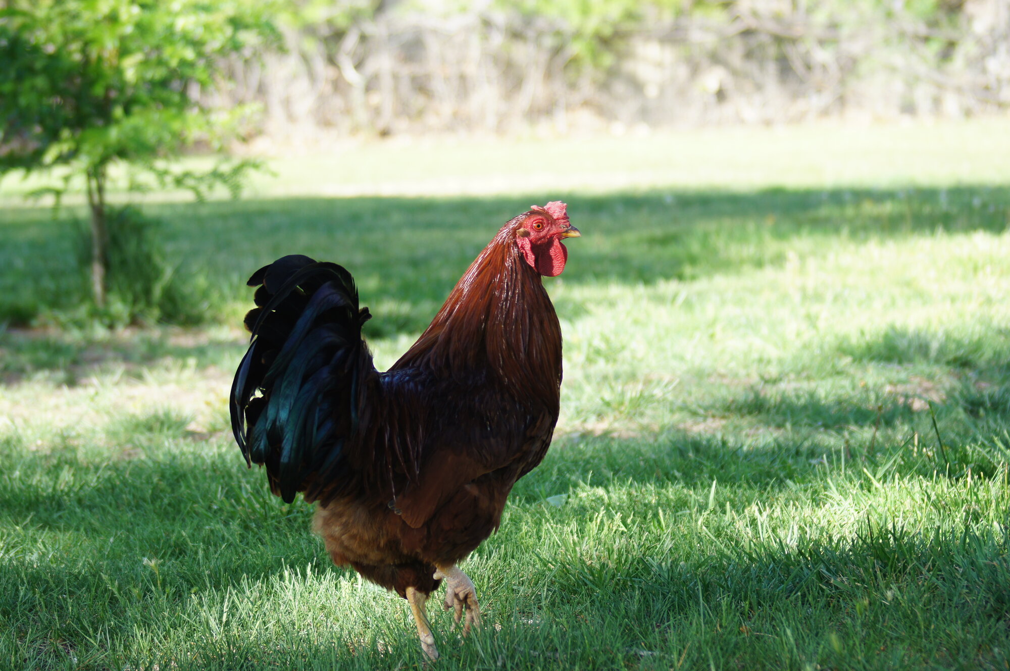 129.JPG | BackYard Chickens - Learn How to Raise Chickens