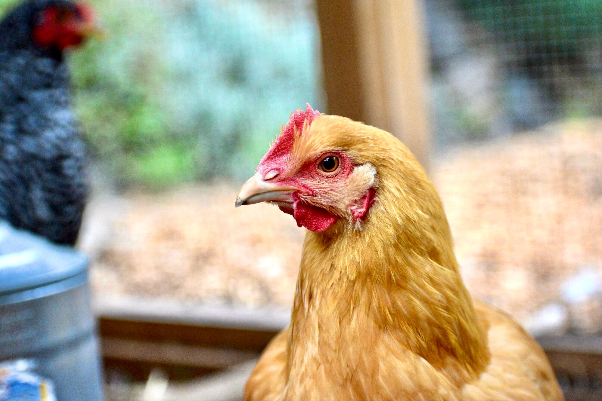 129.jpg | BackYard Chickens - Learn How to Raise Chickens