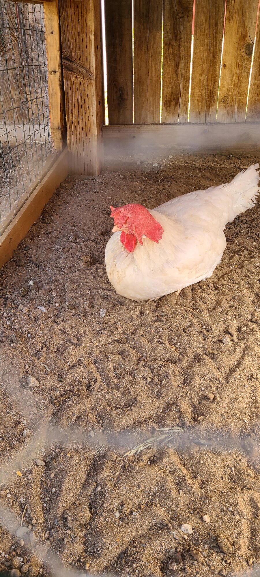 129.jpg | BackYard Chickens - Learn How to Raise Chickens