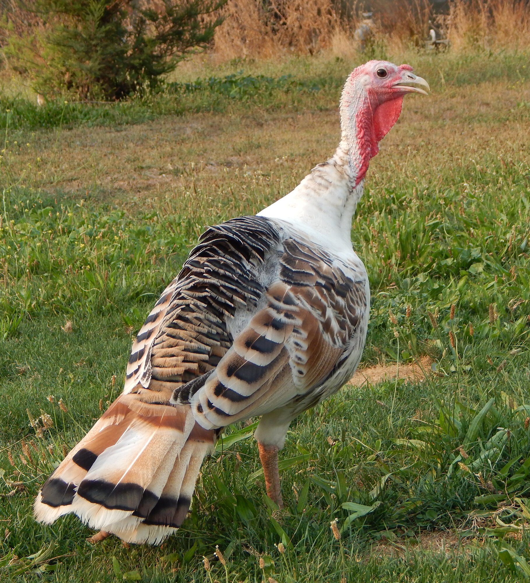 13.jpg | BackYard Chickens - Learn How to Raise Chickens