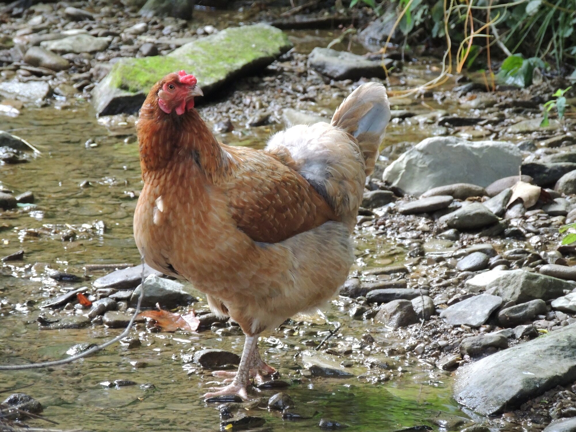 1320 Backyard Chickens Learn How To Raise Chickens