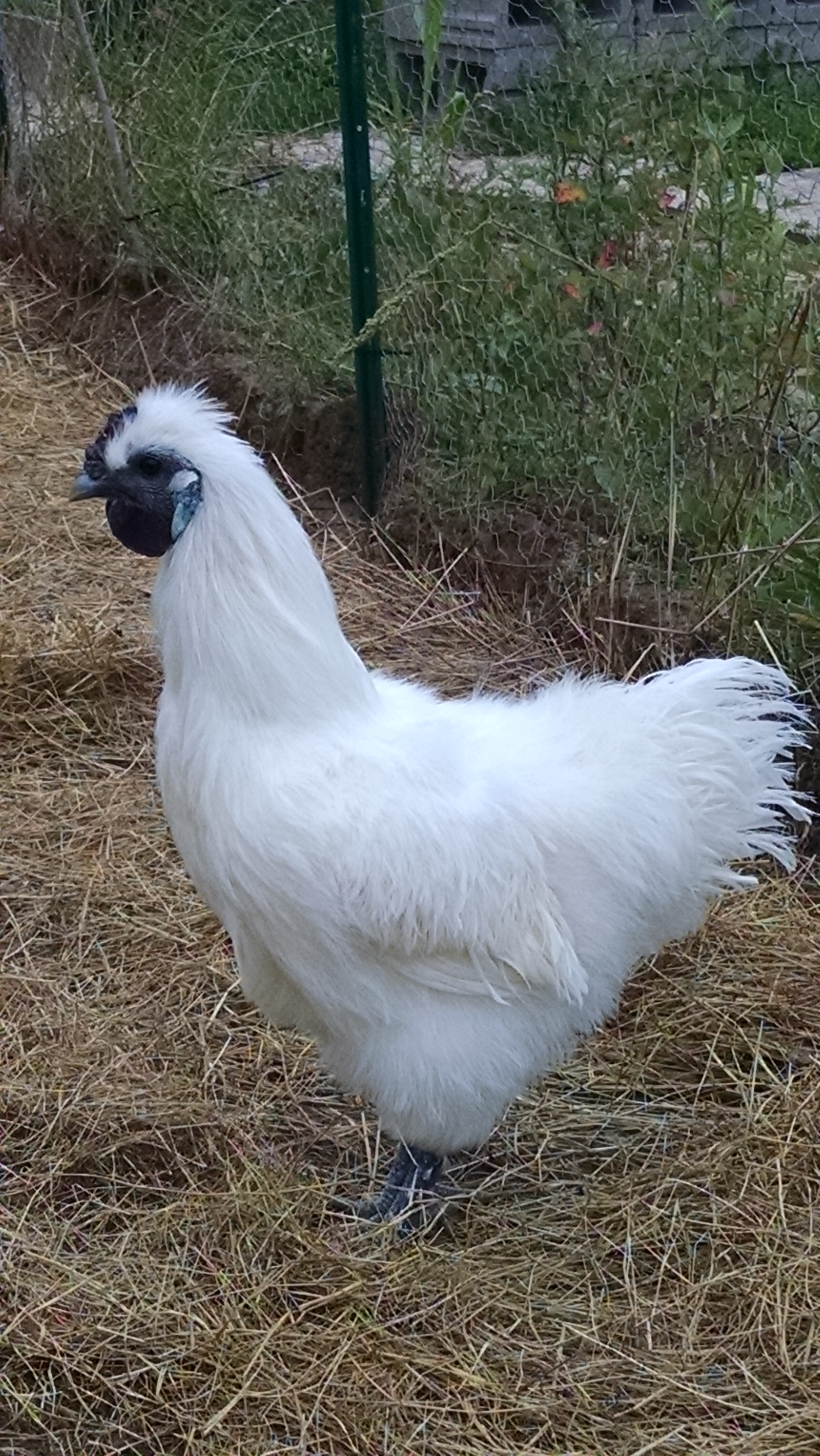 14 week old silkie rooster named Curly. | BackYard Chickens - Learn How ...