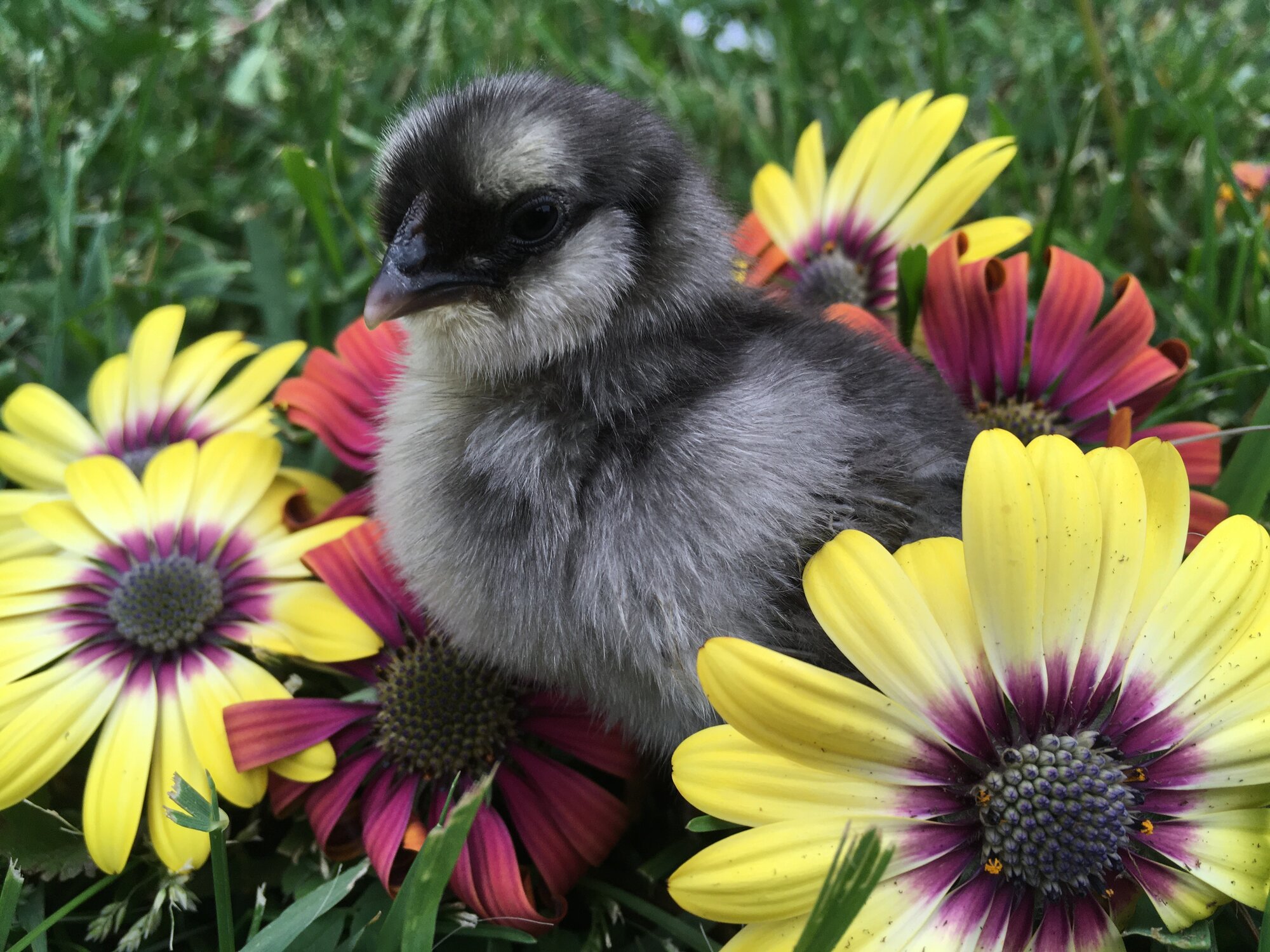 150.jpeg | BackYard Chickens - Learn How to Raise Chickens