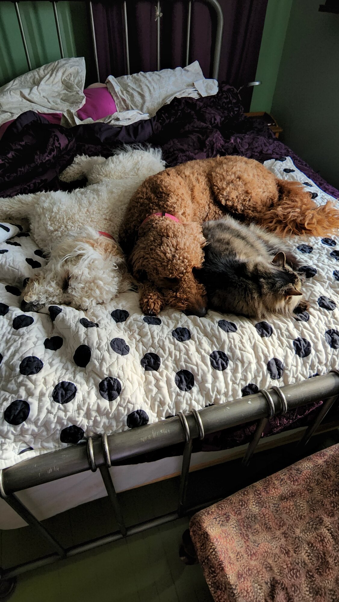 150.jpg | BackYard Chickens - Learn How to Raise Chickens