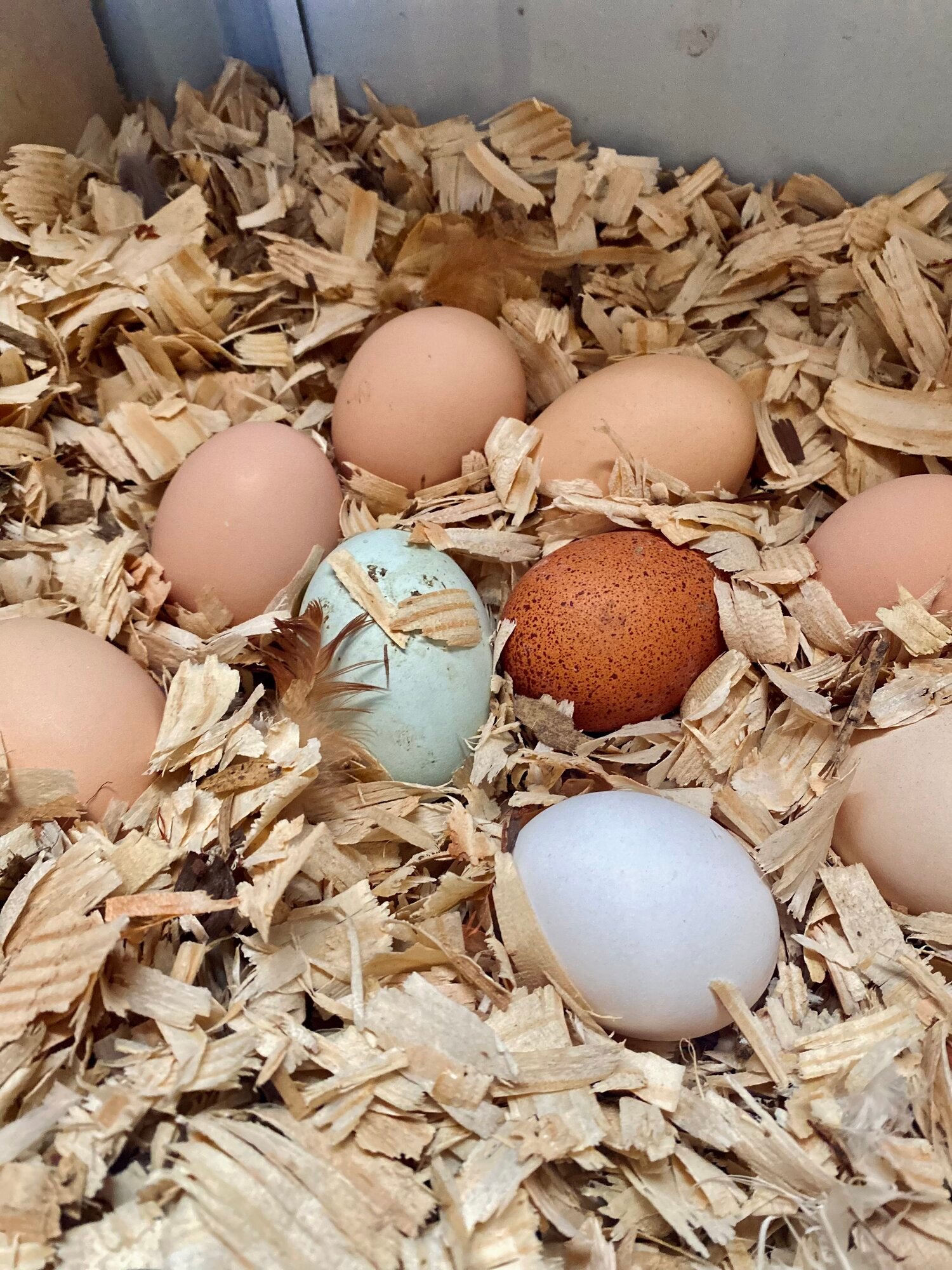 150.jpg | BackYard Chickens - Learn How to Raise Chickens