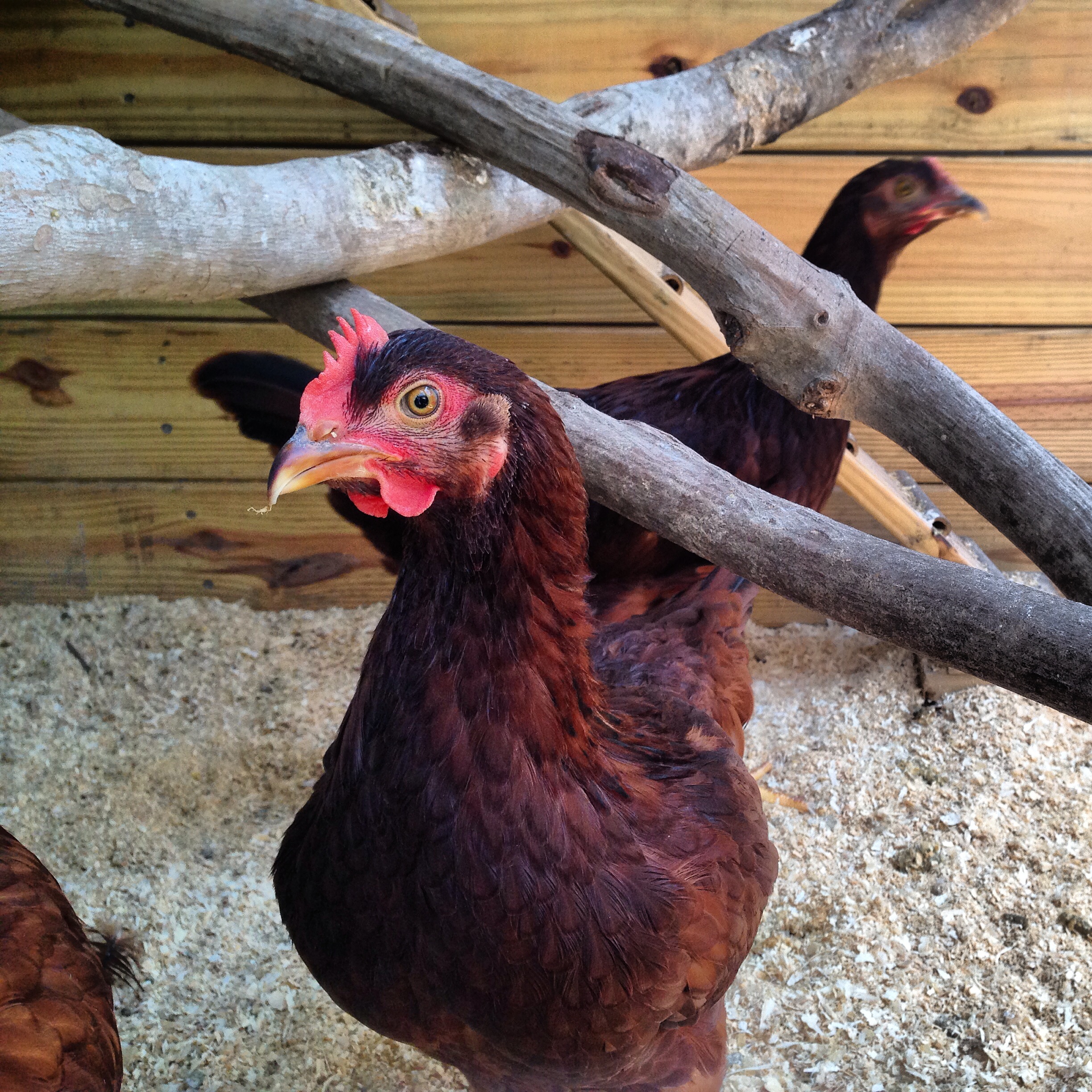 16 weeks old... | BackYard Chickens - Learn How to Raise Chickens