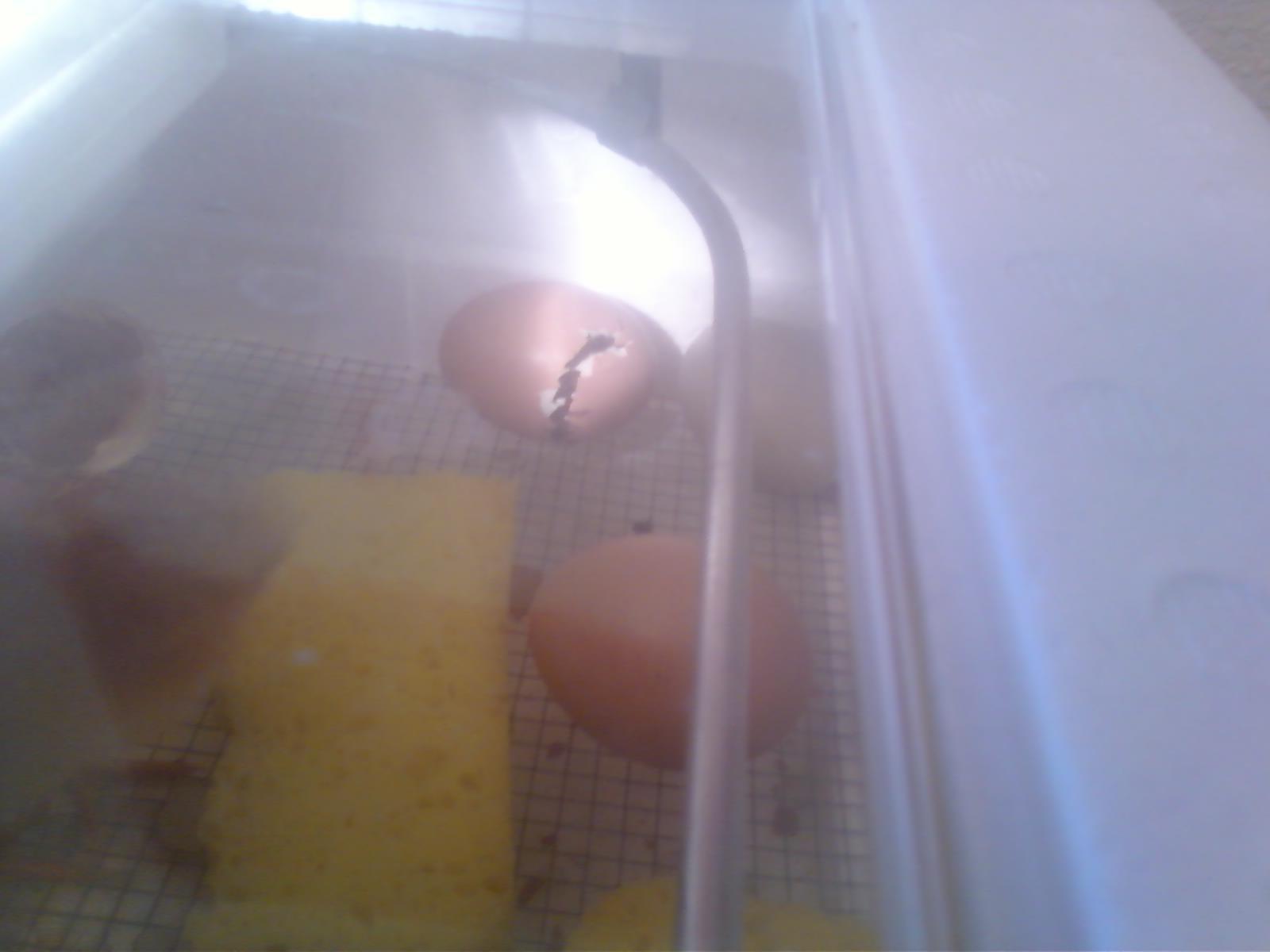 #17 pipping | BackYard Chickens - Learn How to Raise Chickens