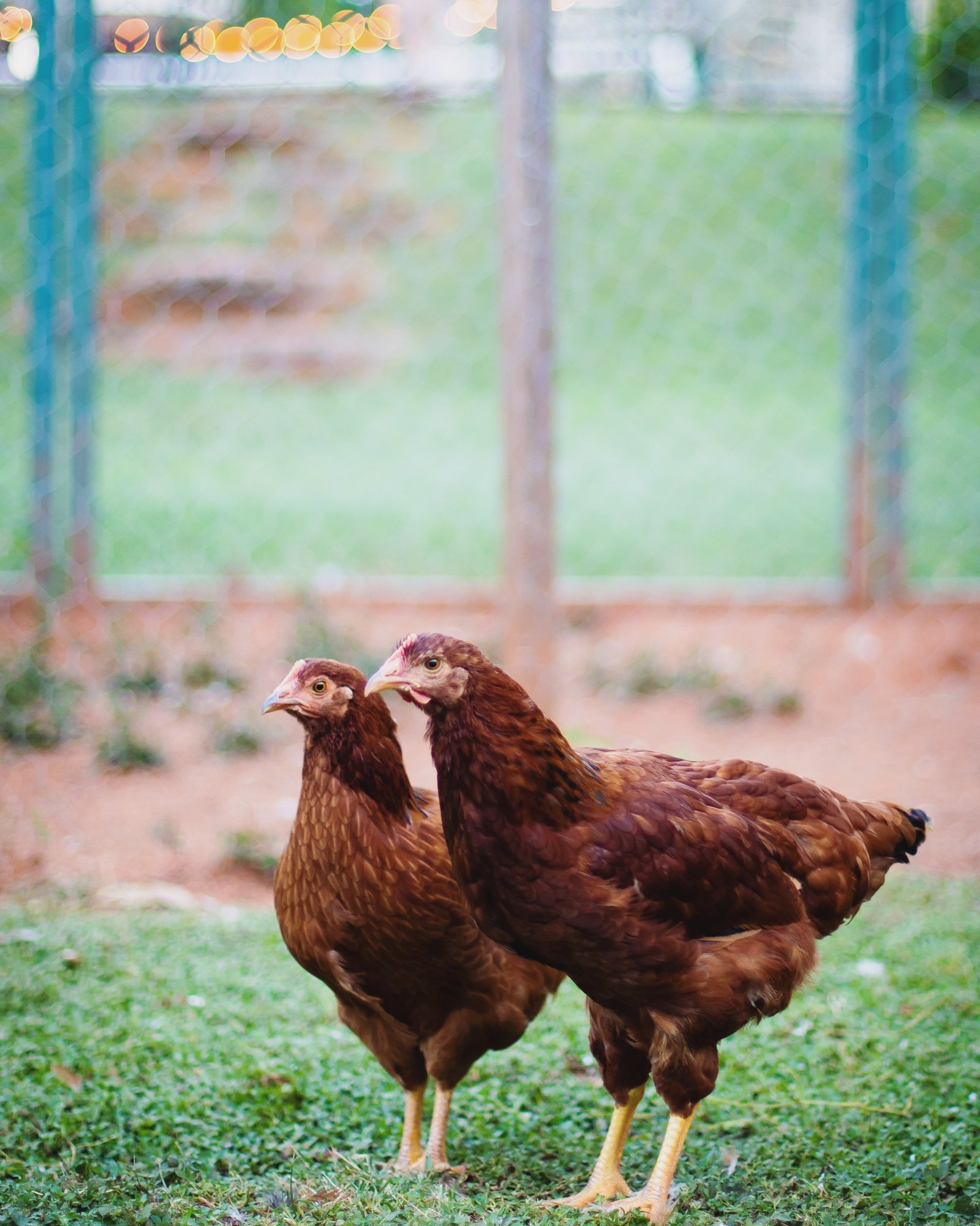 17 week old pullets | BackYard Chickens - Learn How to Raise Chickens