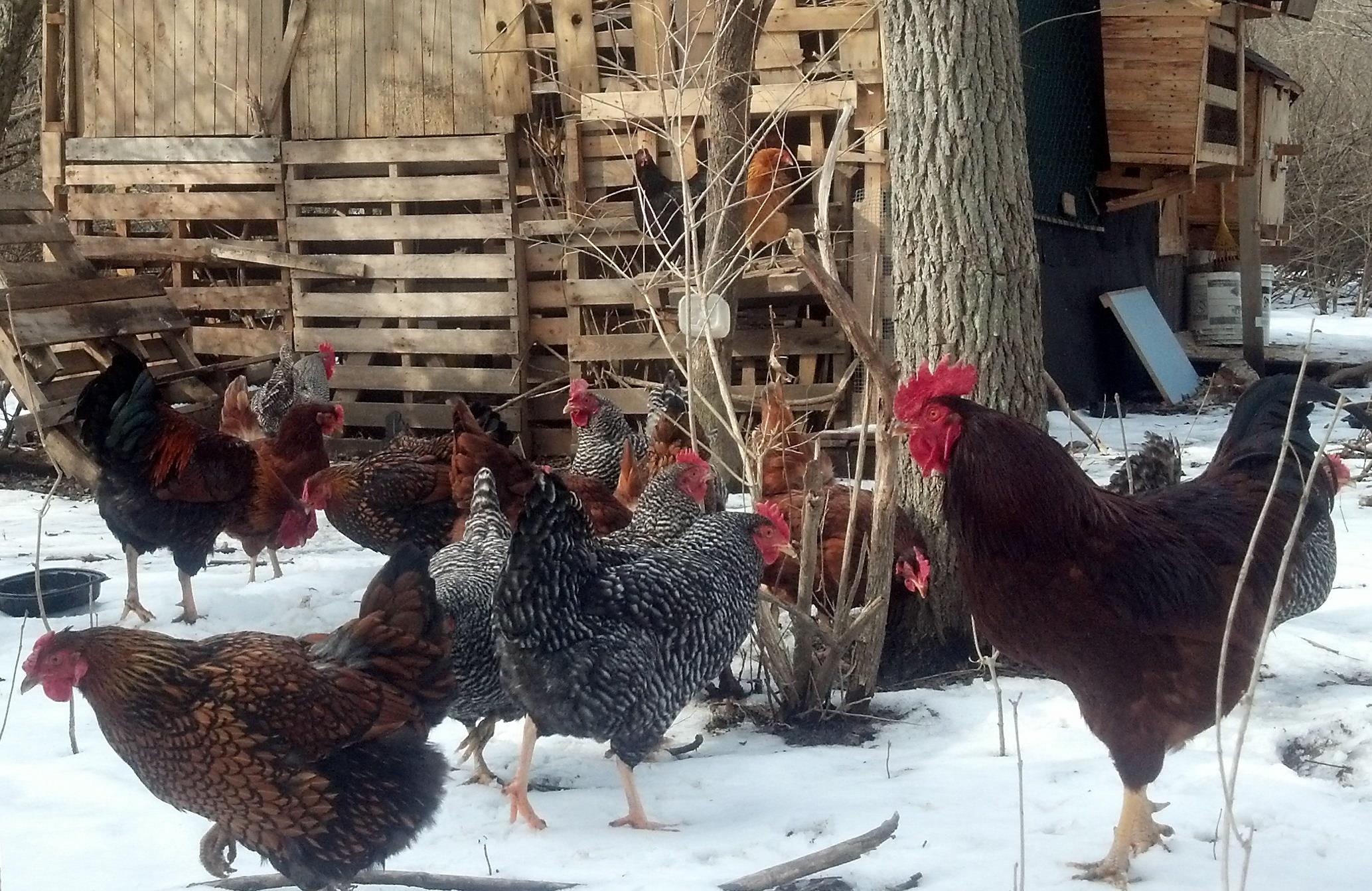 19 hens and four roosters | BackYard Chickens - Learn How to Raise Chickens