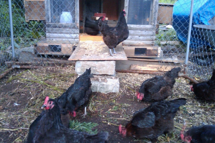 1st "Redneck" chicken coop | BackYard Chickens - Learn How to Raise ...