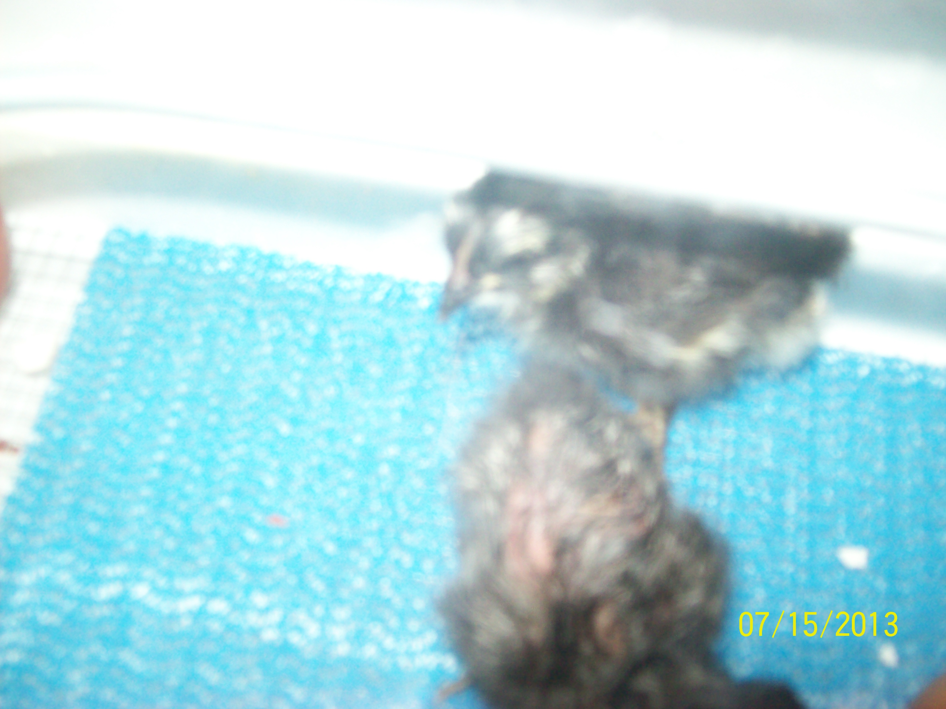 #2 chick checking out #3 also | BackYard Chickens - Learn How to Raise ...