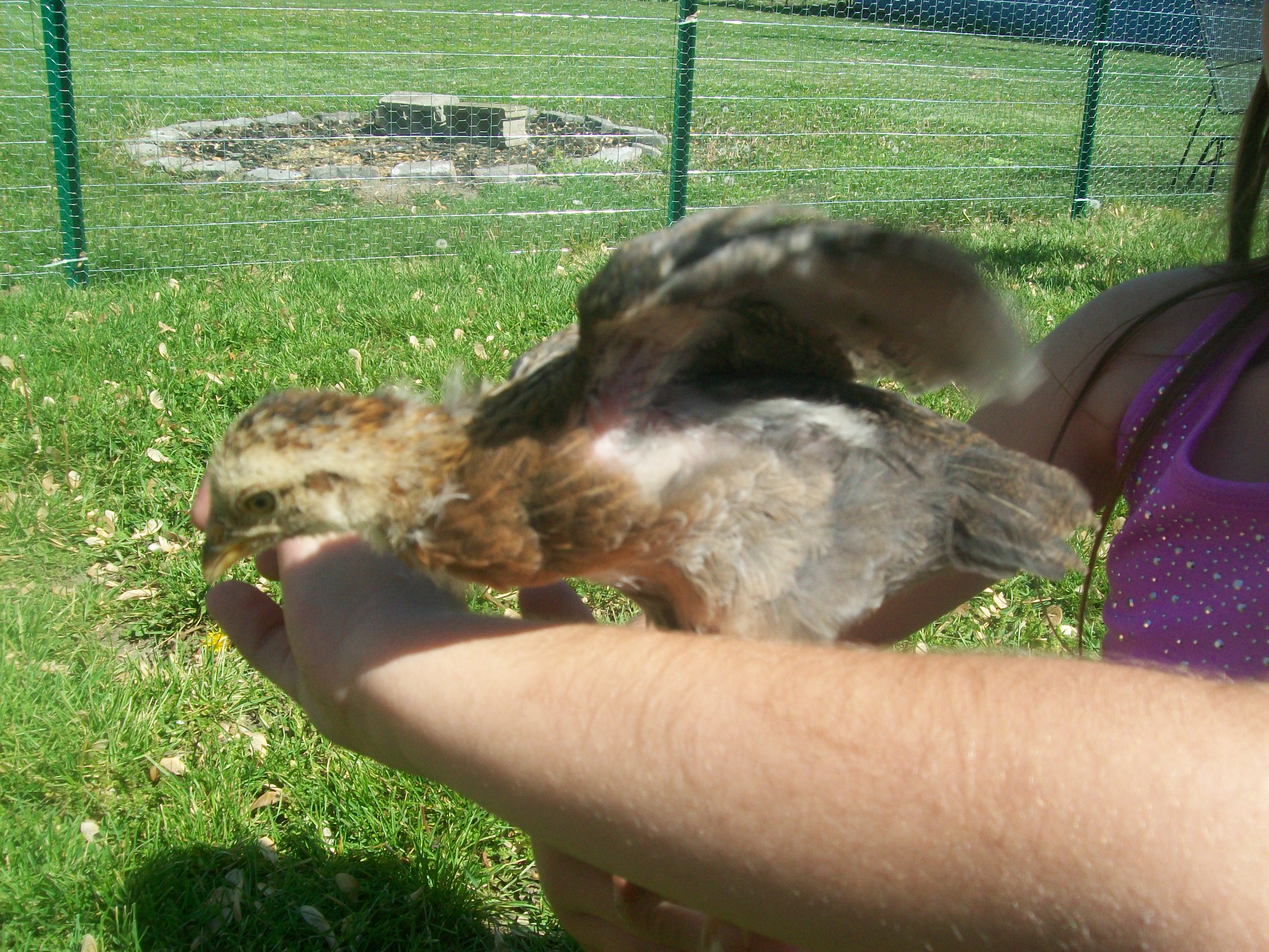 #2 EE 1/3 | BackYard Chickens - Learn How to Raise Chickens