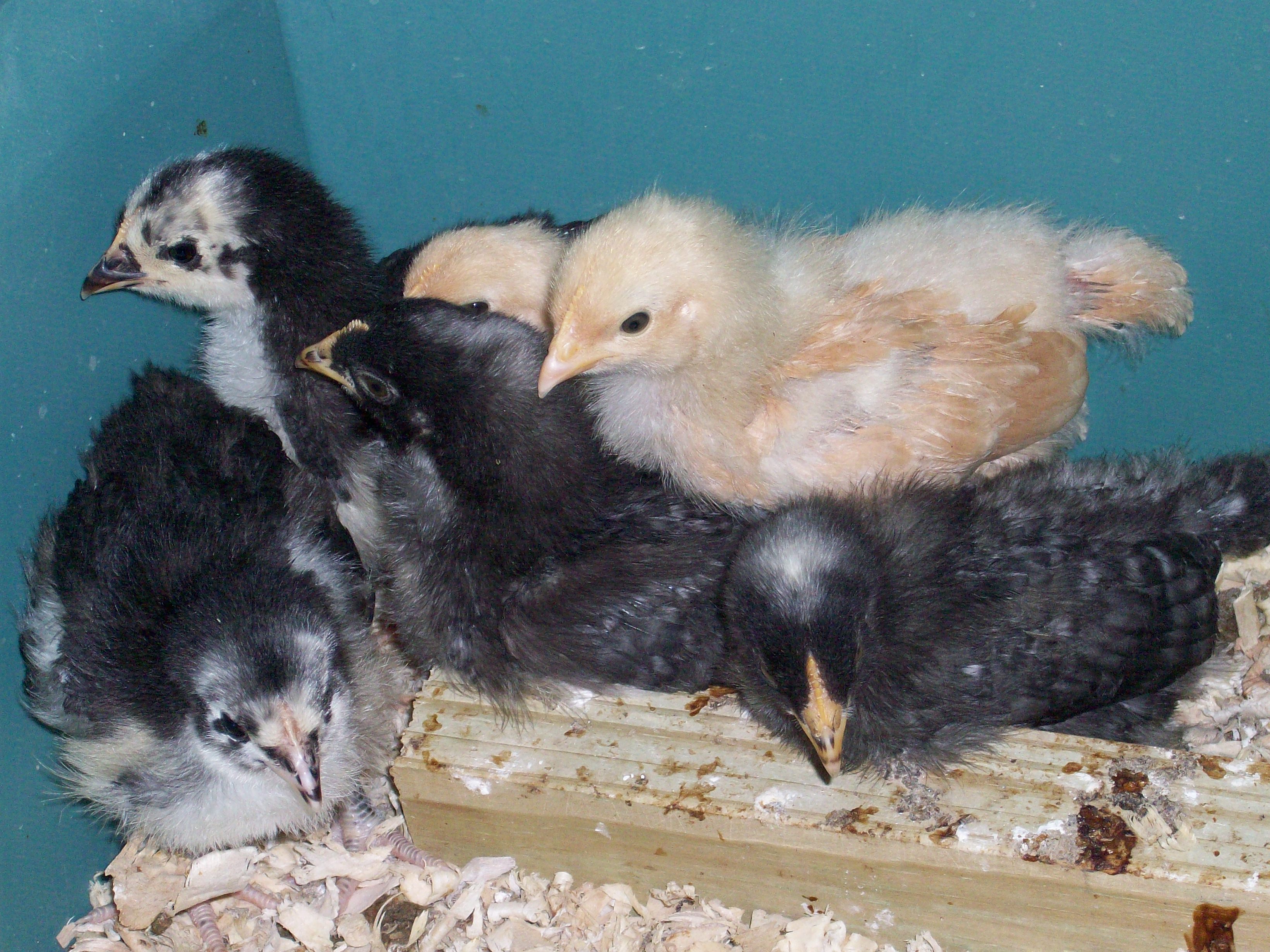 2 weeks old, Buff Orphingtons, Barred Rocks, Black Australorps ...