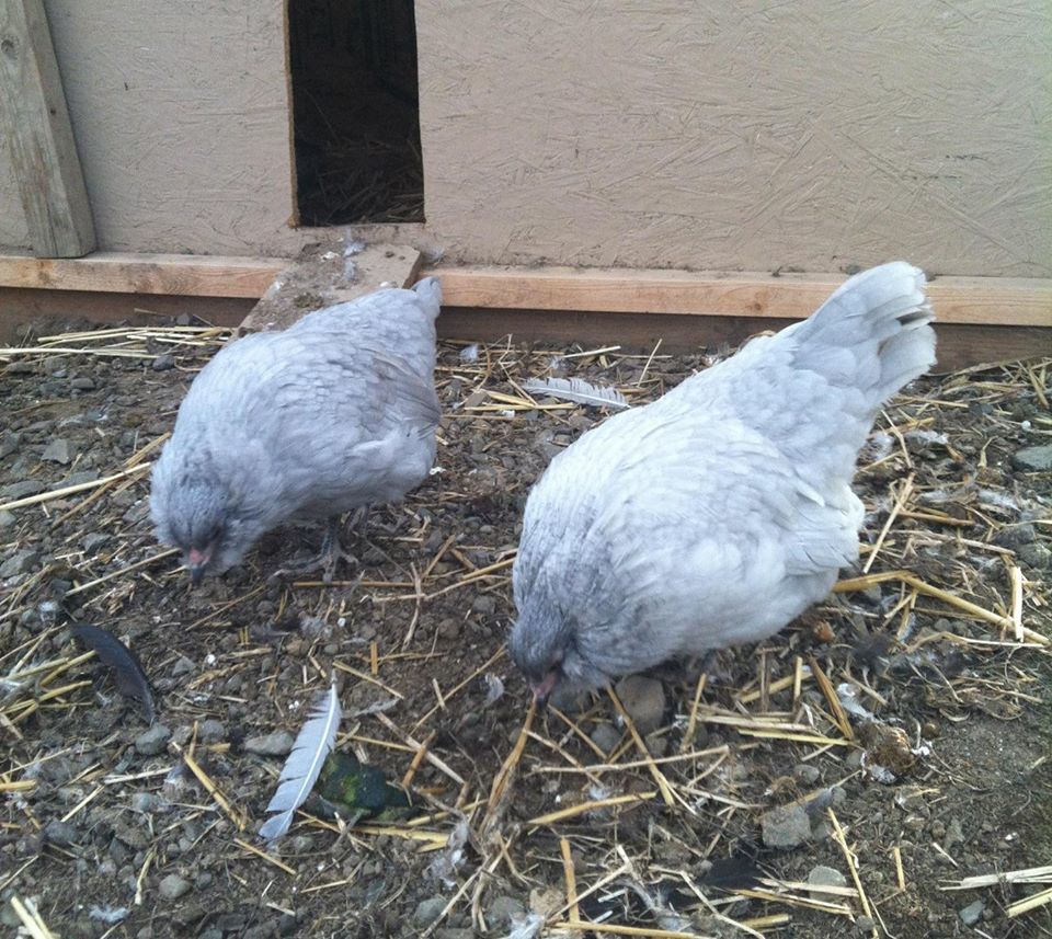 * 2 young lavender hens (bantam Ameraucanas) | BackYard Chickens ...