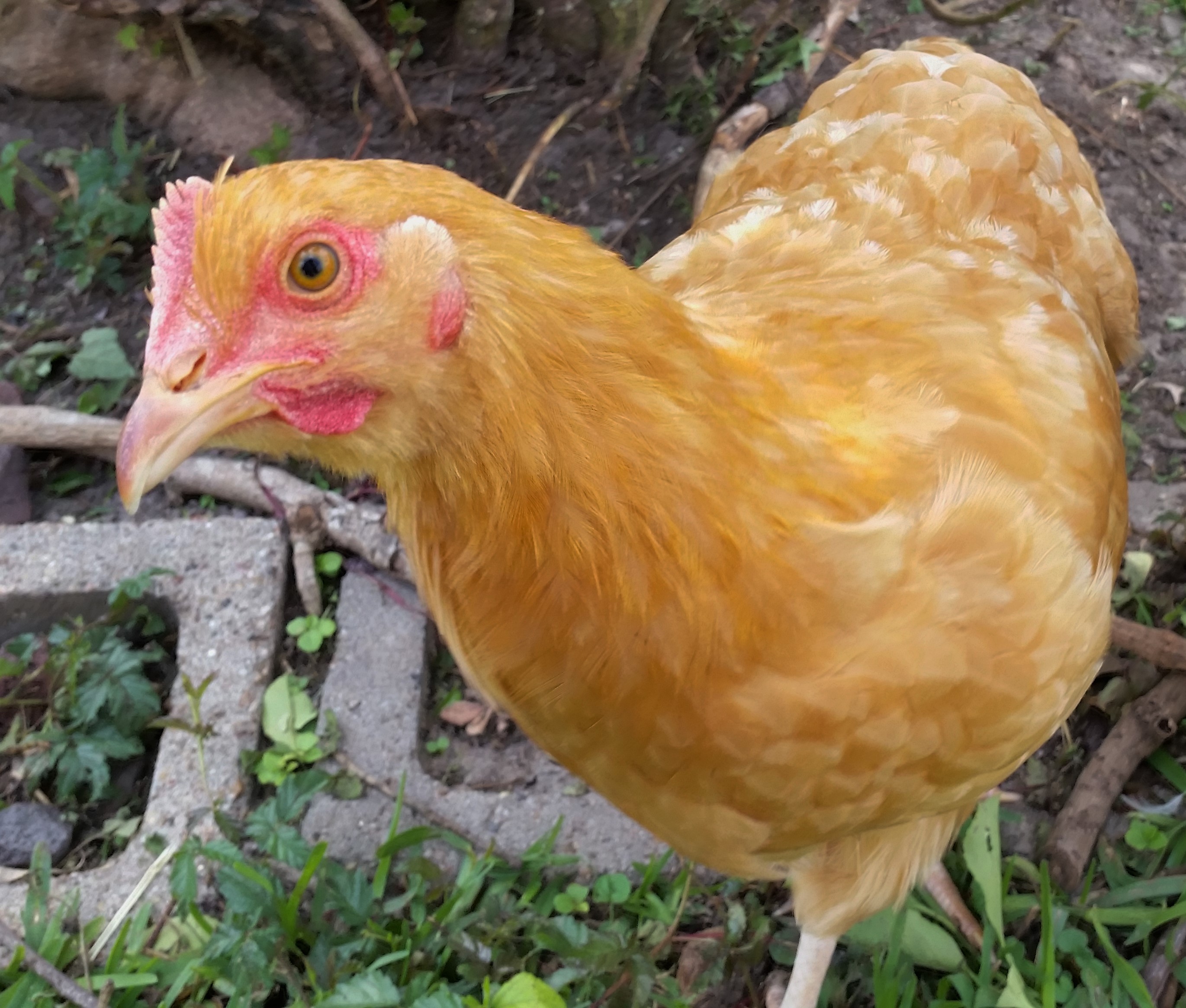 20 weeks | BackYard Chickens - Learn How to Raise Chickens