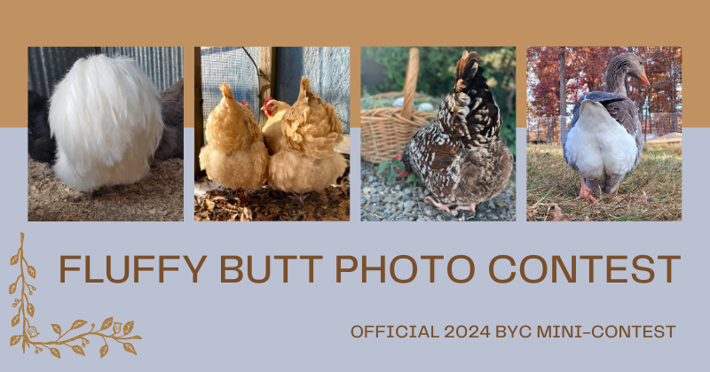 2024 Fluffy Butt.png | BackYard Chickens - Learn How to Raise Chickens