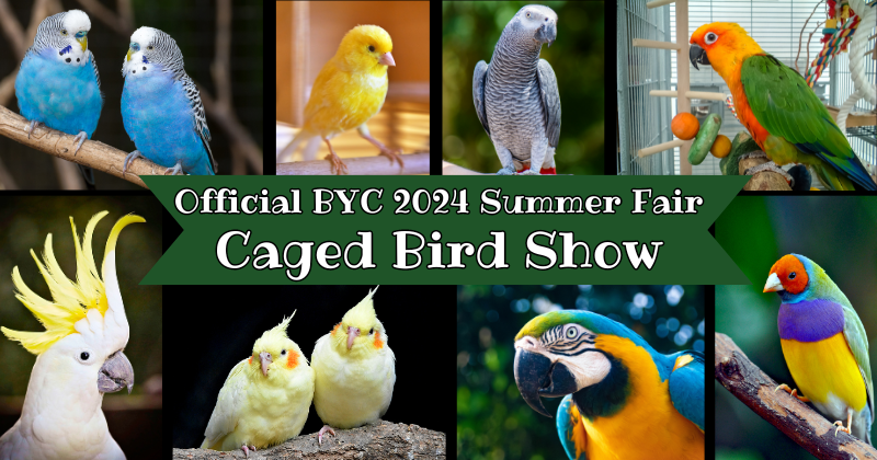 2024 Summer Fair—Caged Bird Show | BackYard Chickens - Learn How to ...