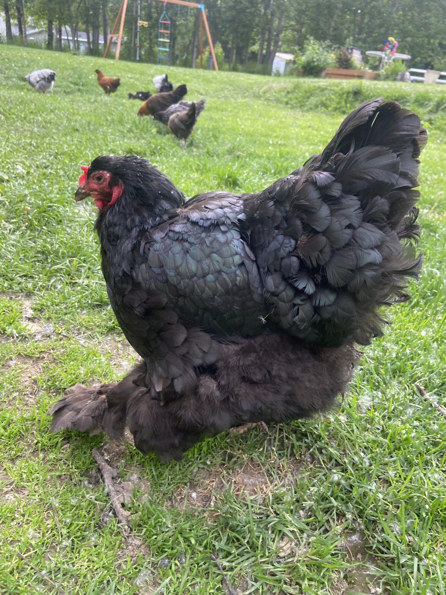 236.jpeg | BackYard Chickens - Learn How to Raise Chickens