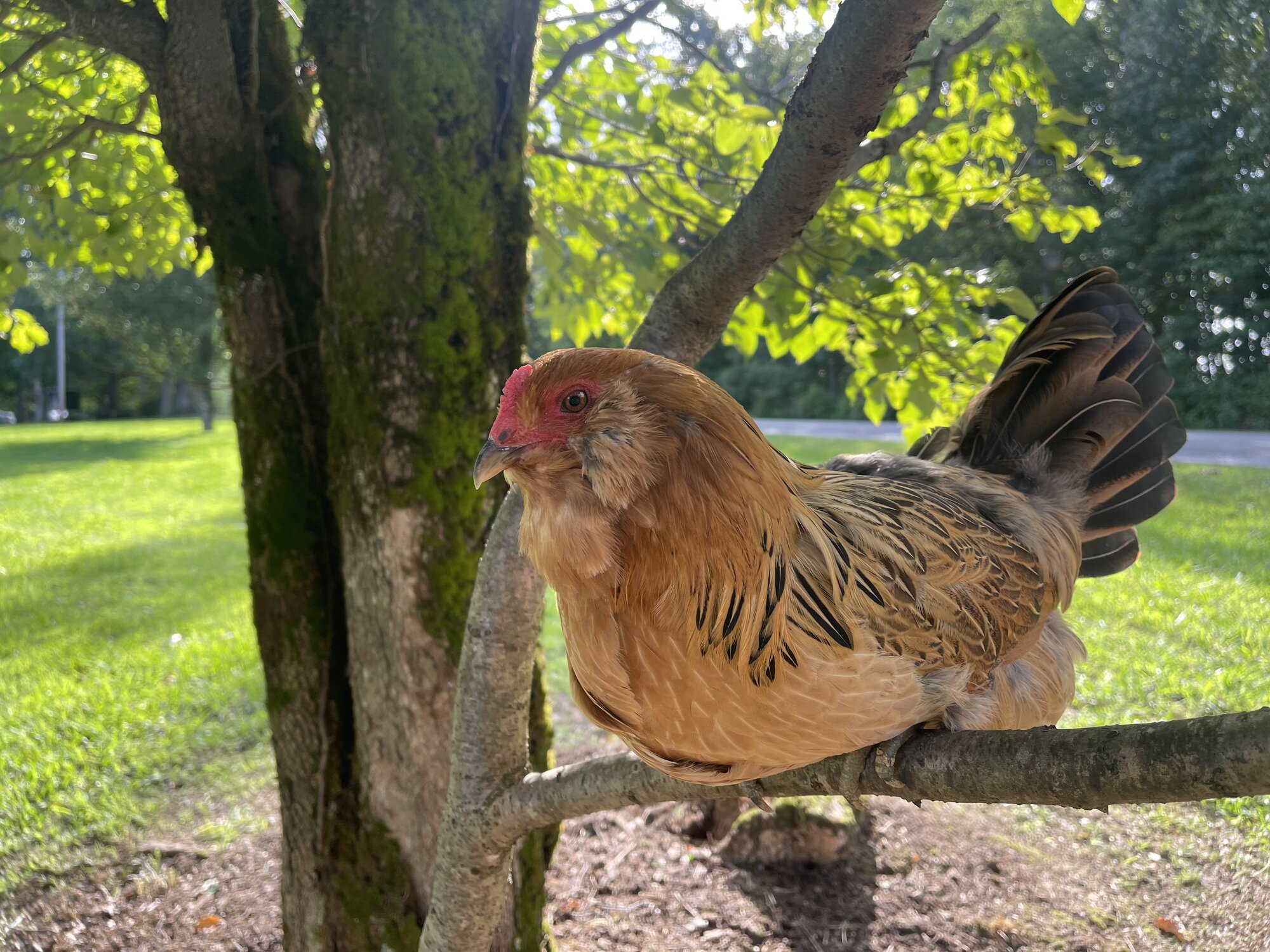 282.jpeg | BackYard Chickens - Learn How to Raise Chickens