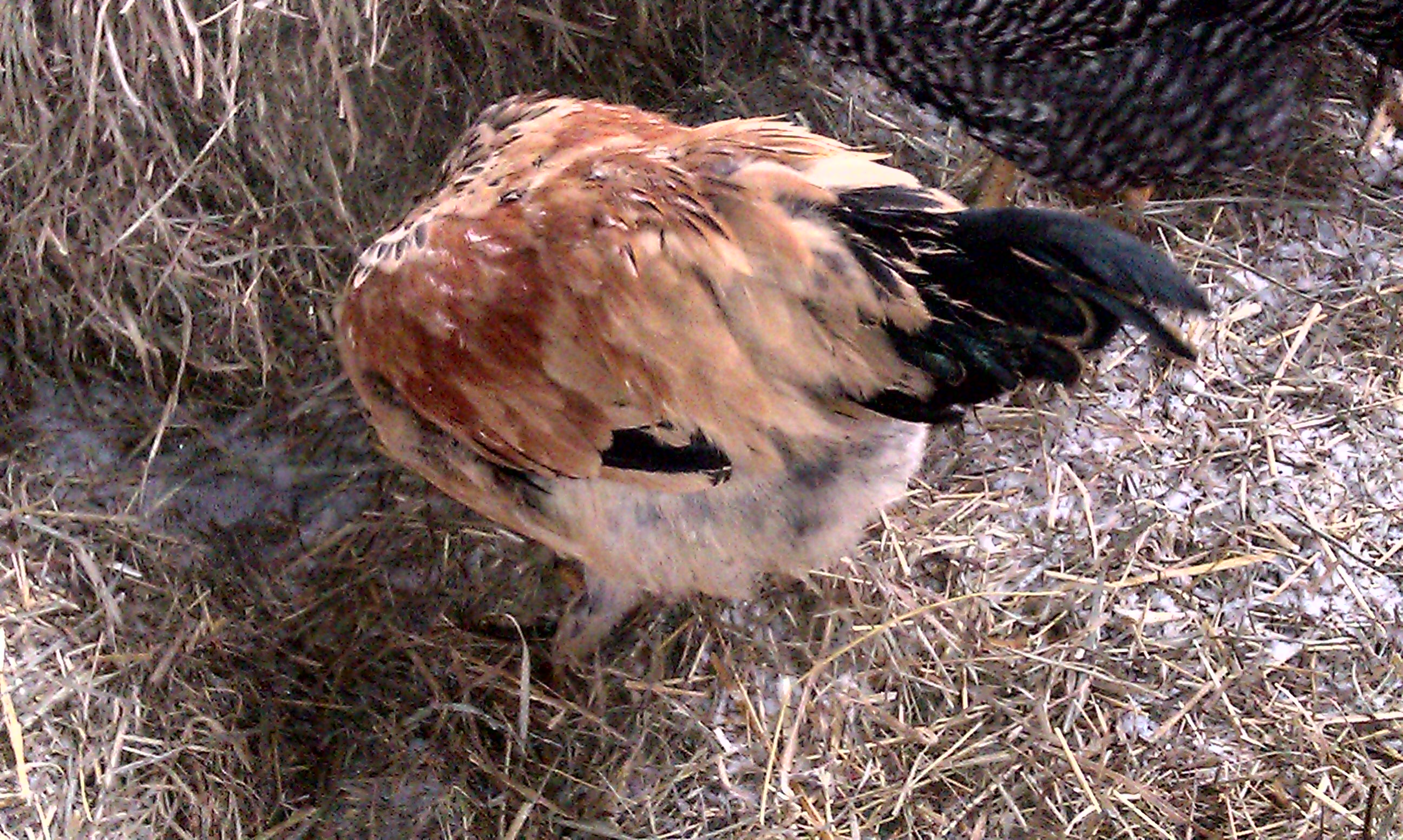 3 Months - Duke | BackYard Chickens - Learn How to Raise Chickens