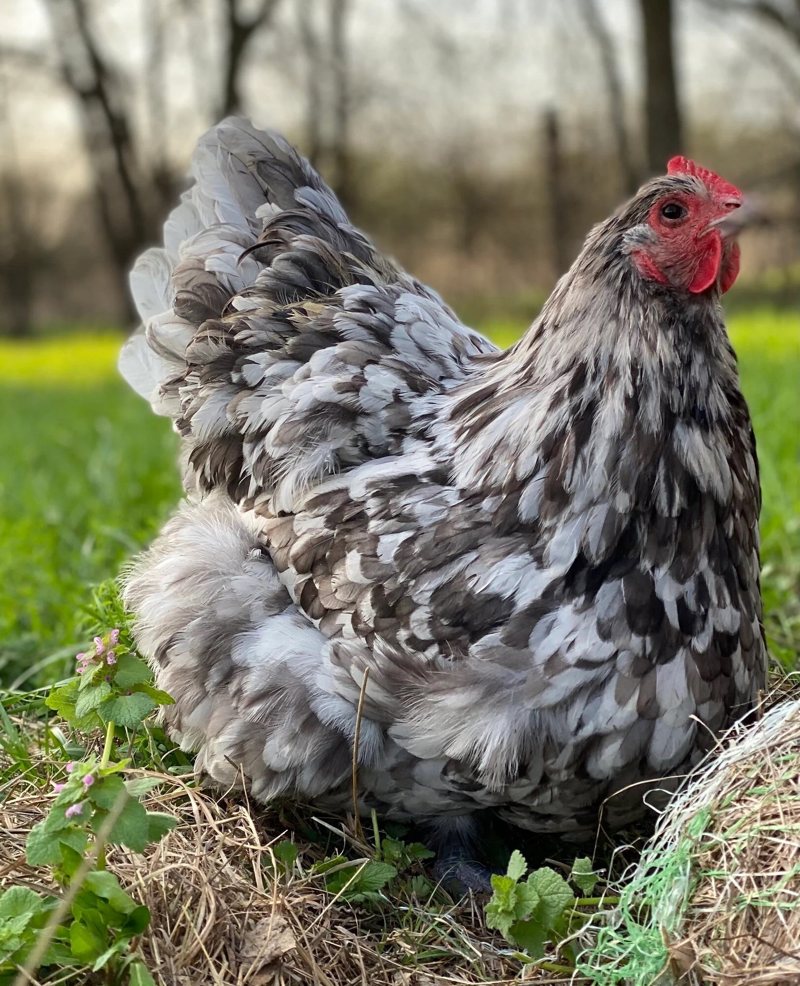 32.jpg | BackYard Chickens - Learn How to Raise Chickens