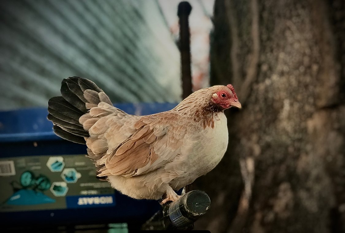 32.jpg | BackYard Chickens - Learn How to Raise Chickens