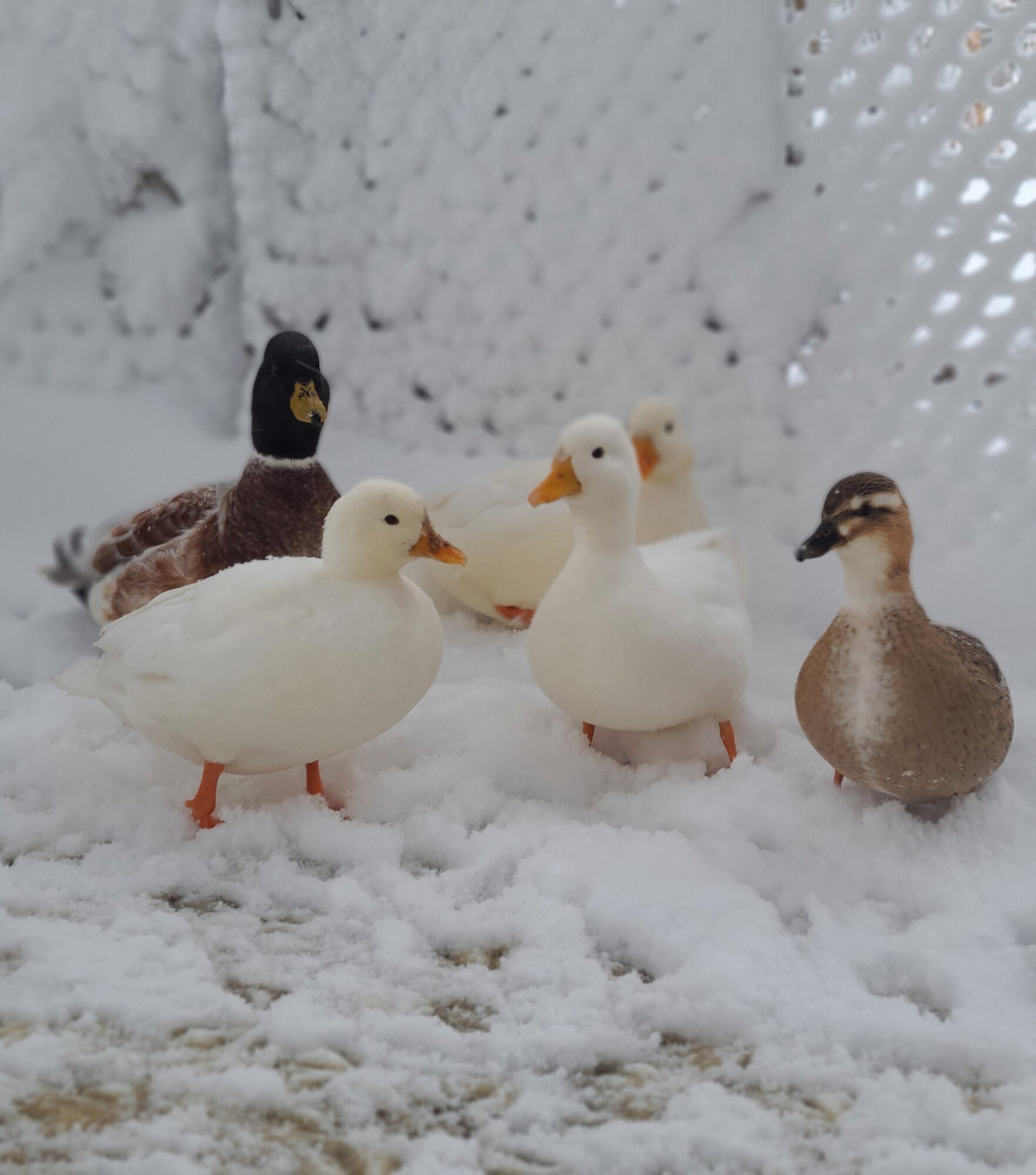 32.jpg | BackYard Chickens - Learn How to Raise Chickens