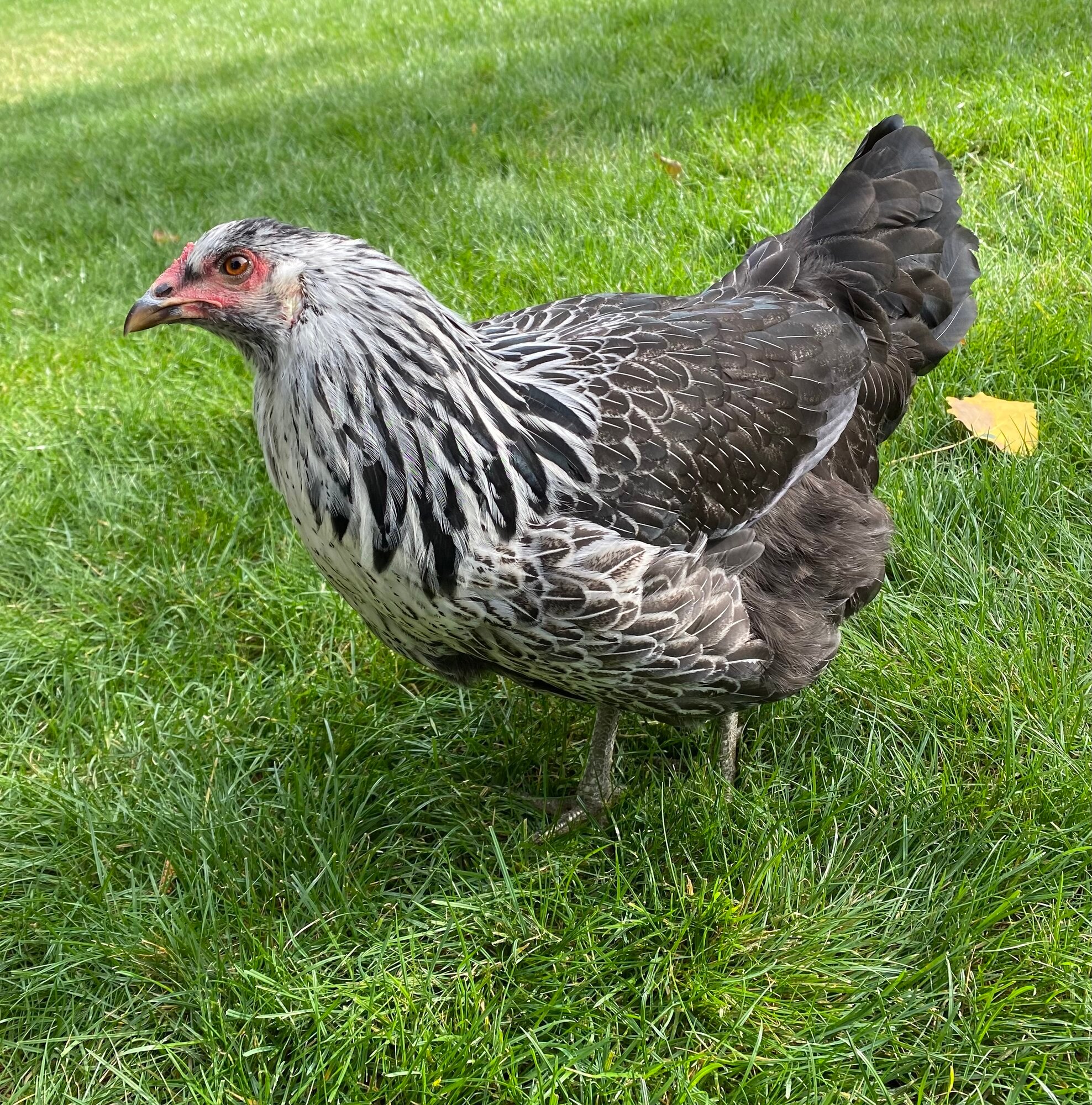 32.jpg | BackYard Chickens - Learn How to Raise Chickens