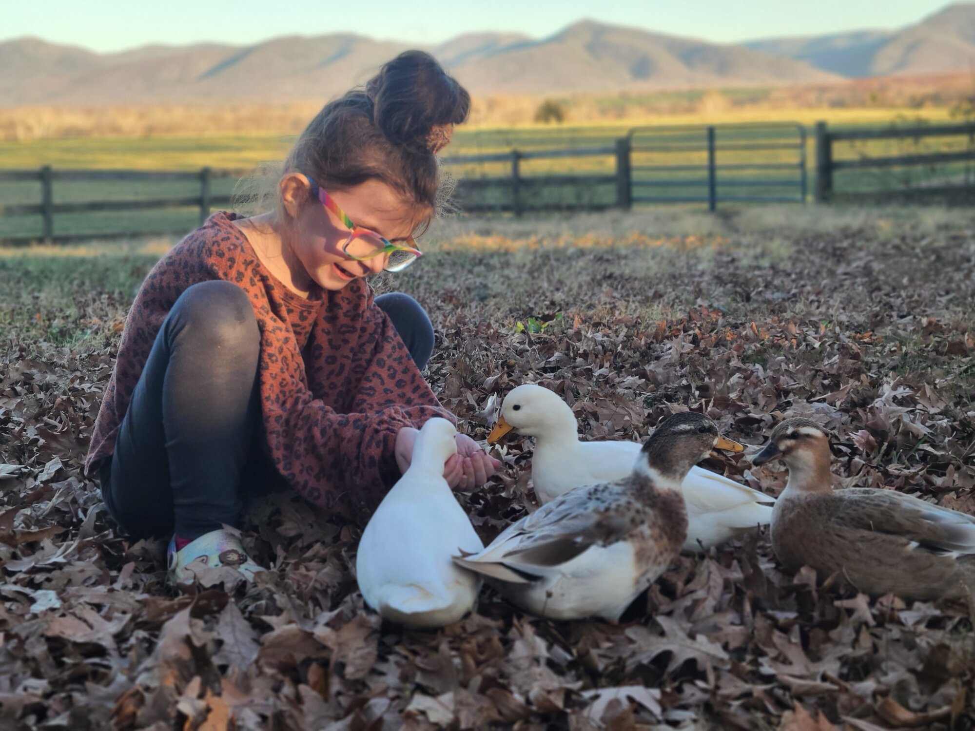 32.jpg | BackYard Chickens - Learn How to Raise Chickens