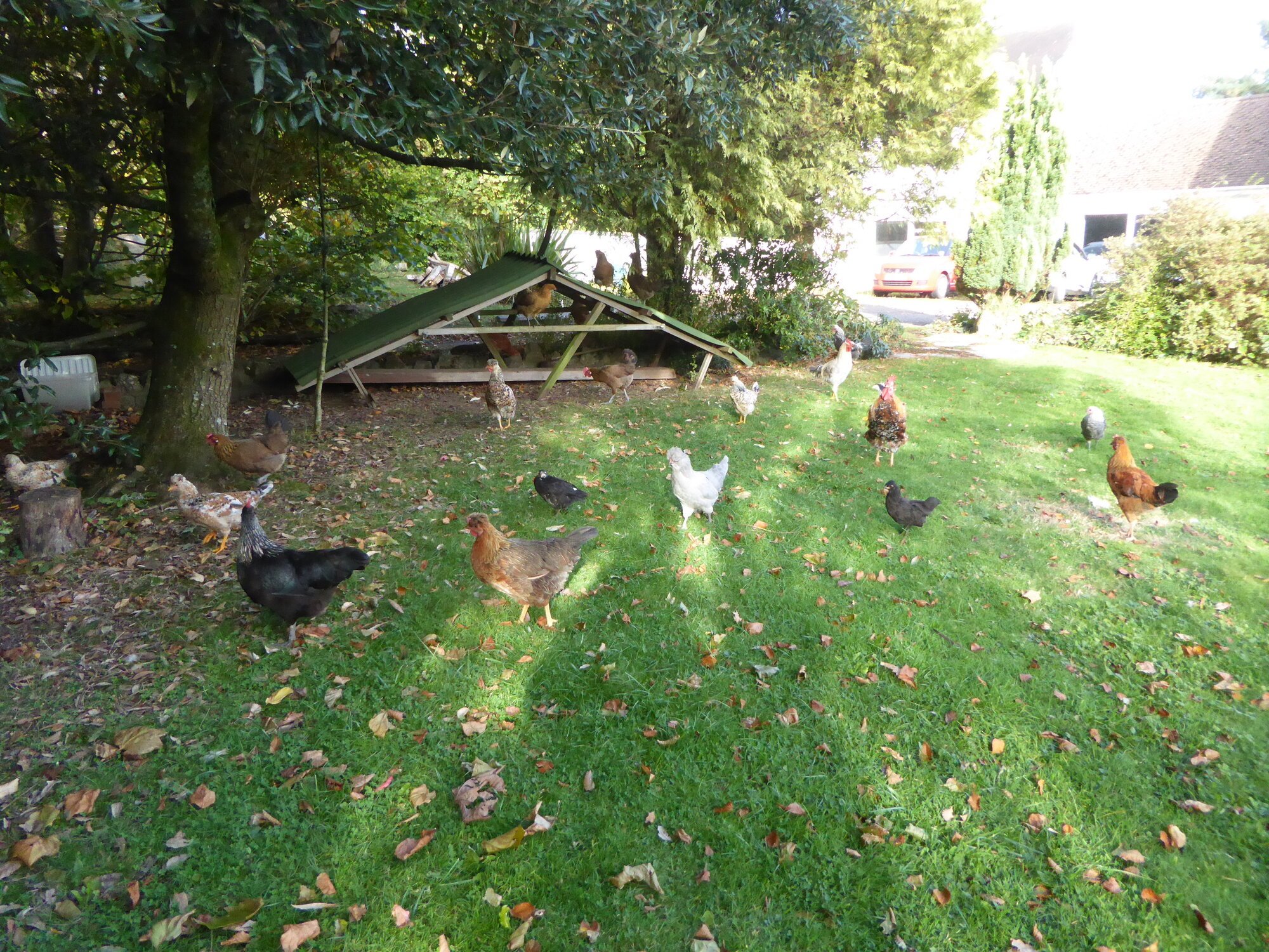 32.jpg | BackYard Chickens - Learn How to Raise Chickens