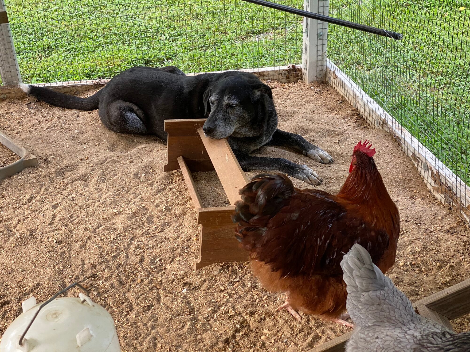 32.jpg | BackYard Chickens - Learn How to Raise Chickens