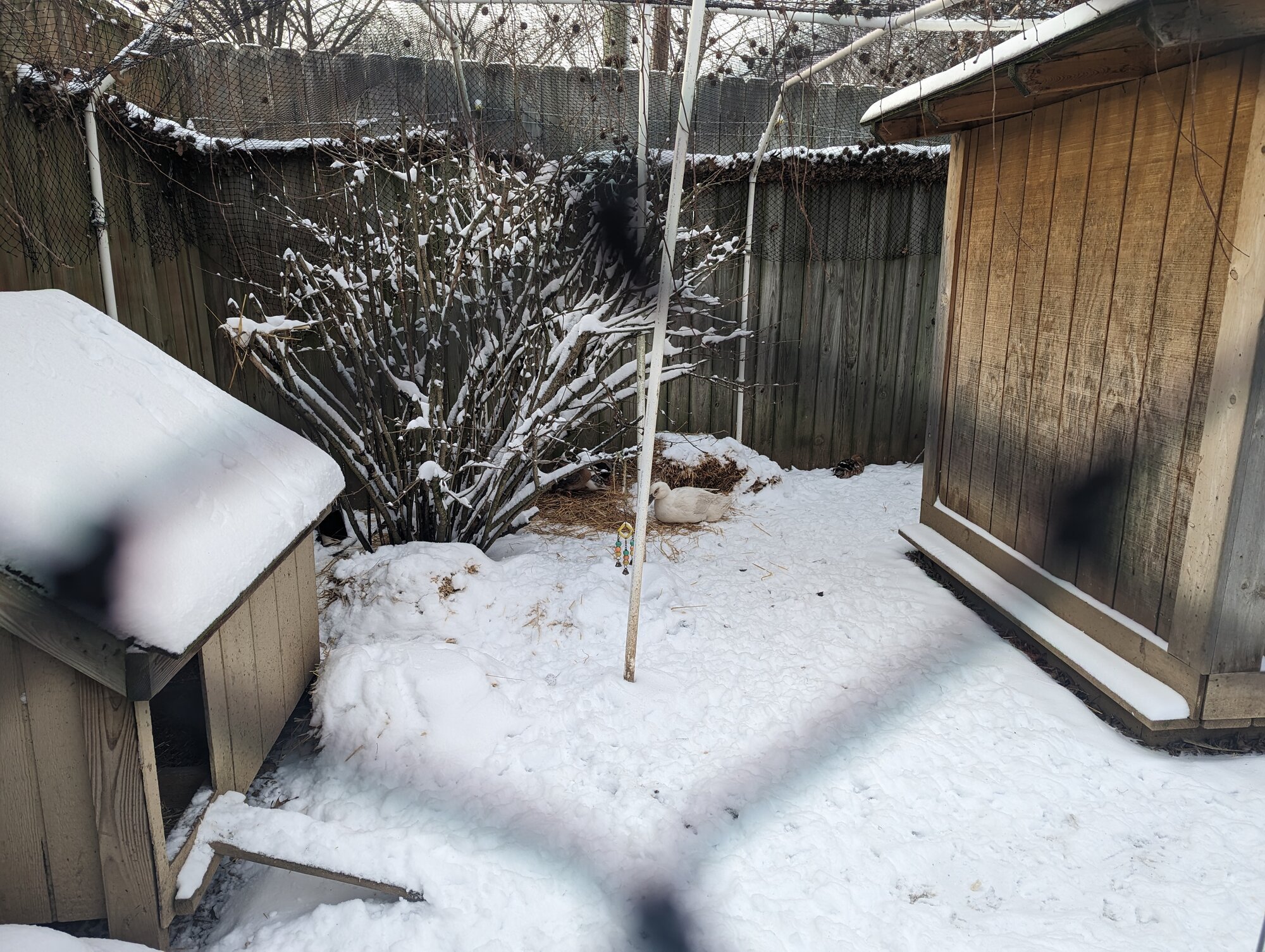 32.jpg | BackYard Chickens - Learn How to Raise Chickens