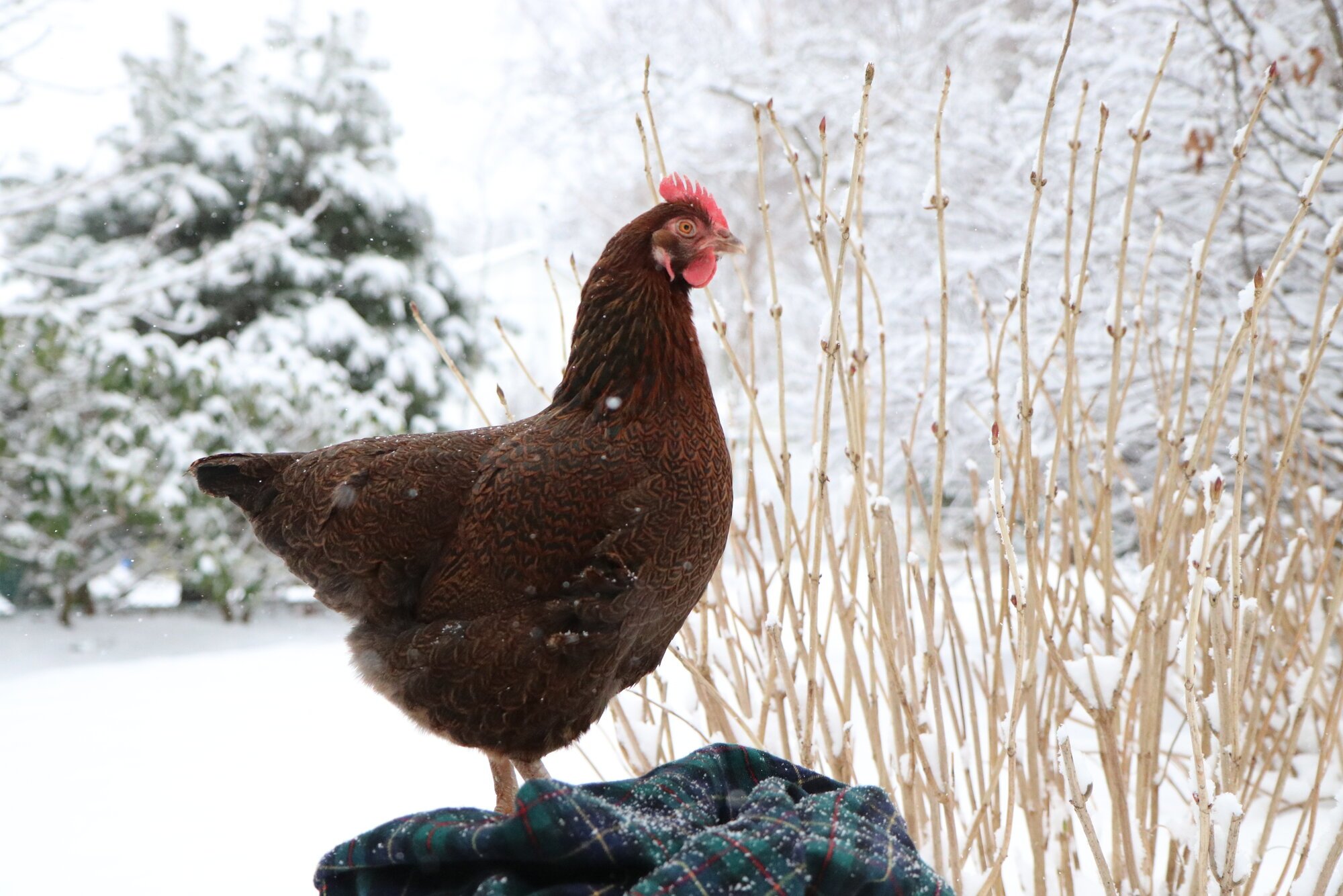 32.jpg | BackYard Chickens - Learn How to Raise Chickens