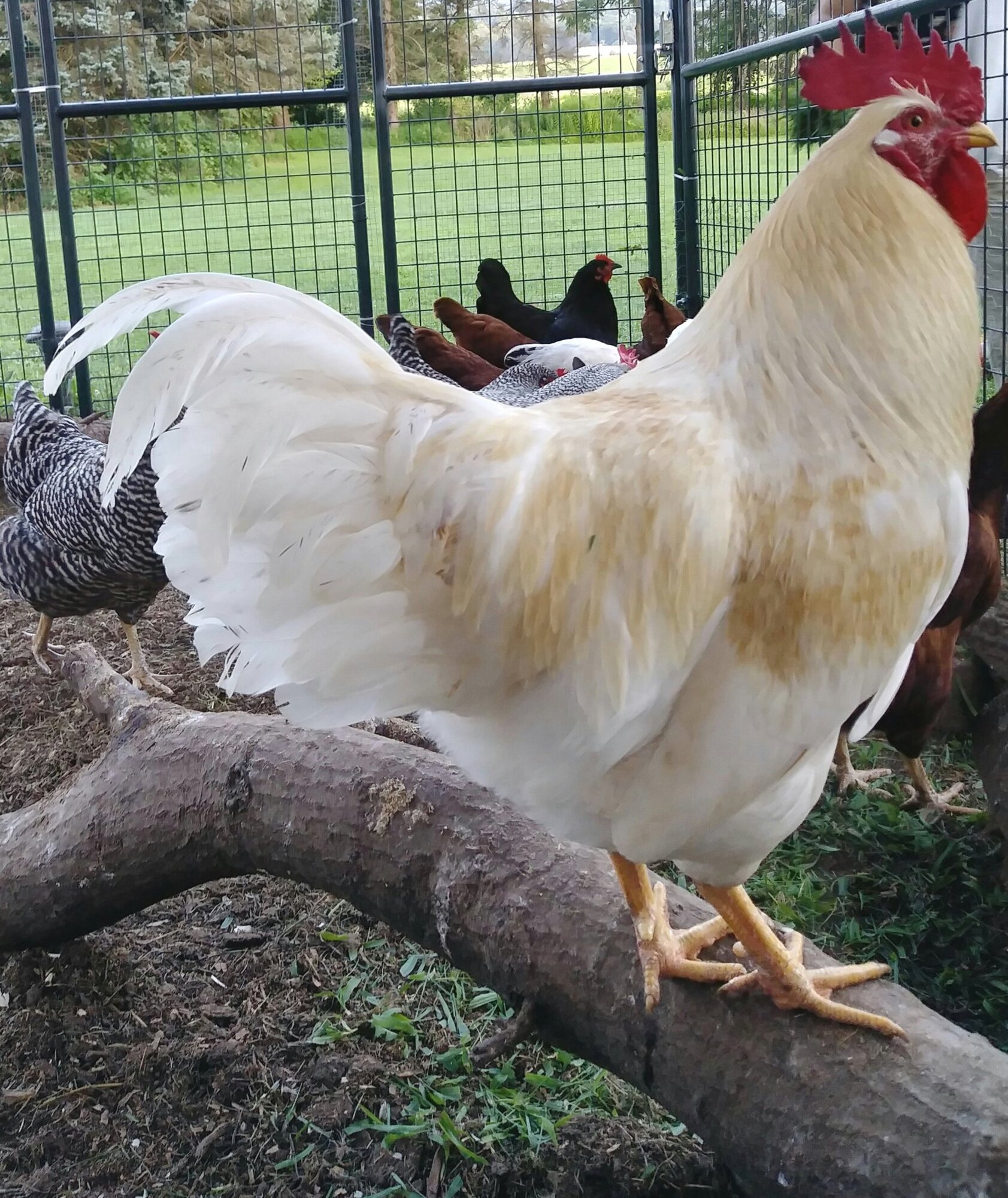 32 | BackYard Chickens - Learn How to Raise Chickens