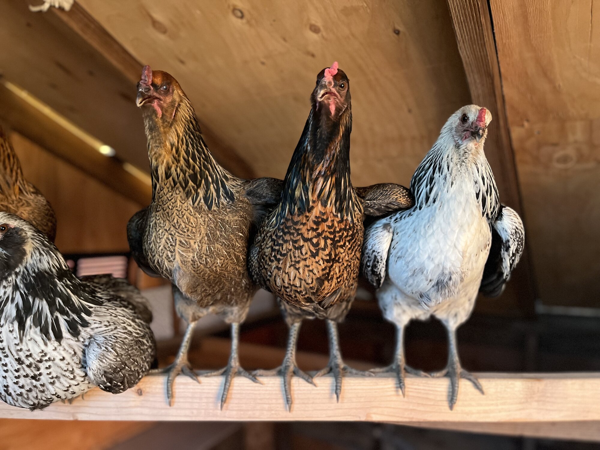 333.jpeg | BackYard Chickens - Learn How to Raise Chickens