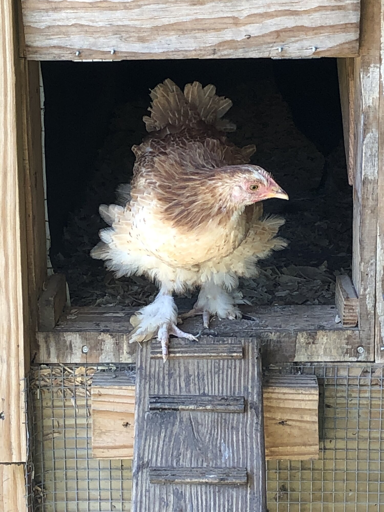 333.jpg | BackYard Chickens - Learn How to Raise Chickens