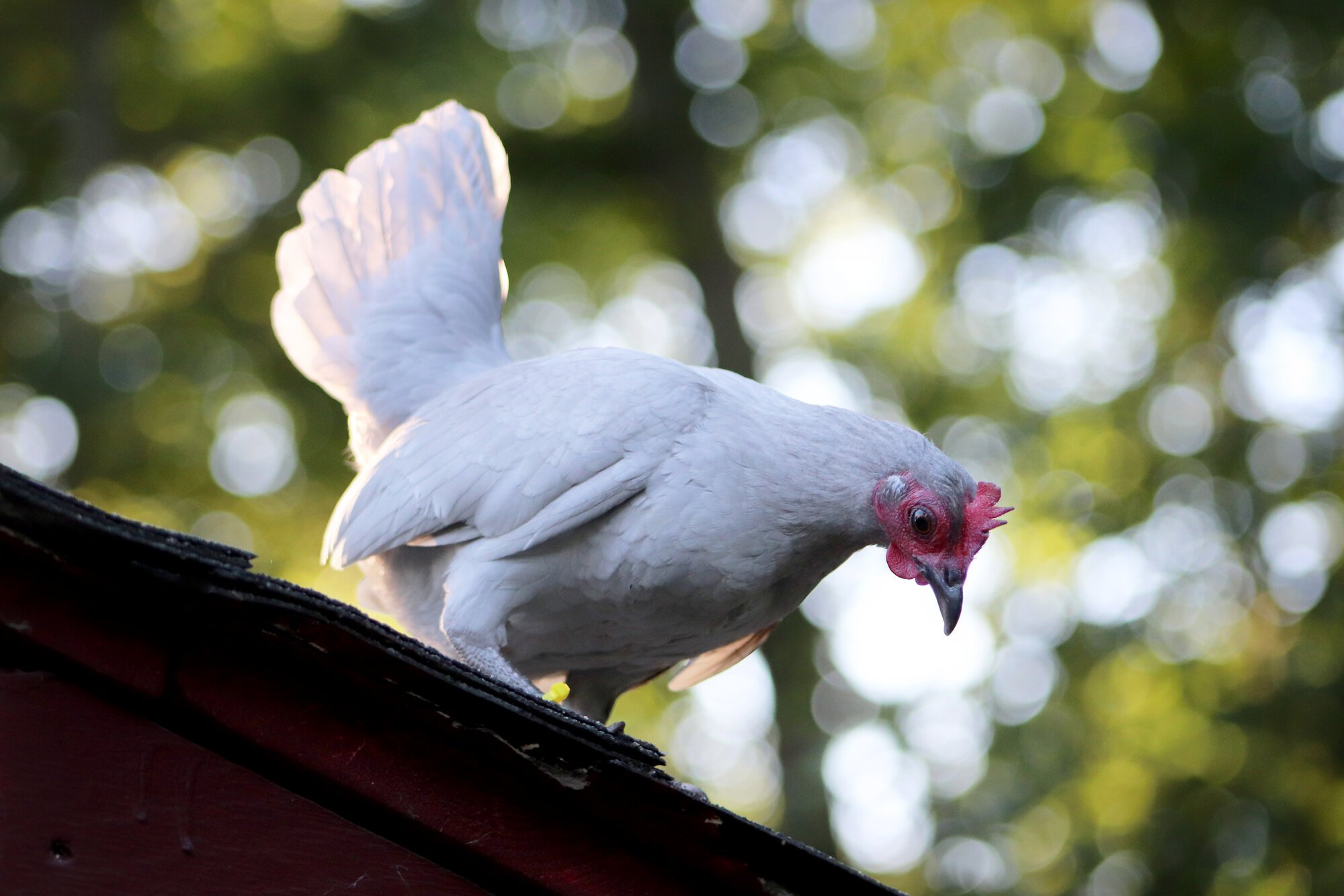 333.jpg | BackYard Chickens - Learn How to Raise Chickens
