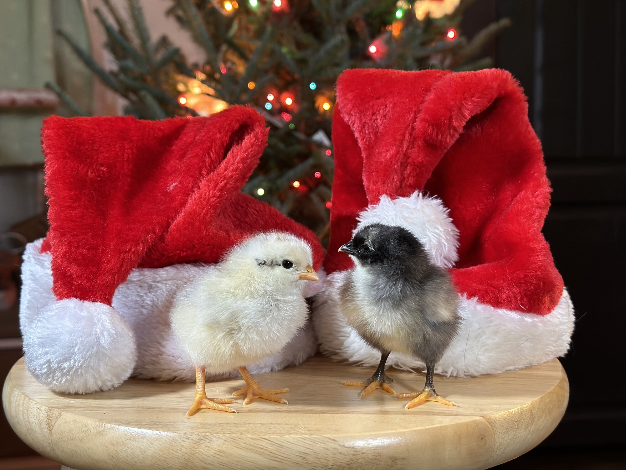 357.JPG | BackYard Chickens - Learn How to Raise Chickens