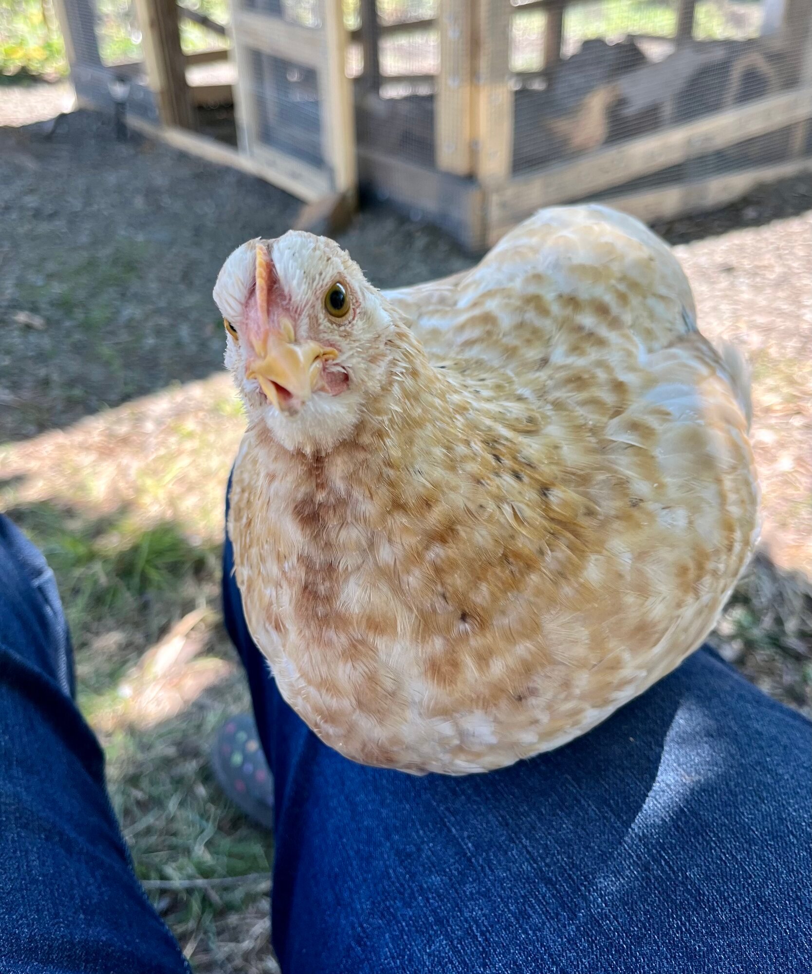 37.jpg | BackYard Chickens - Learn How to Raise Chickens