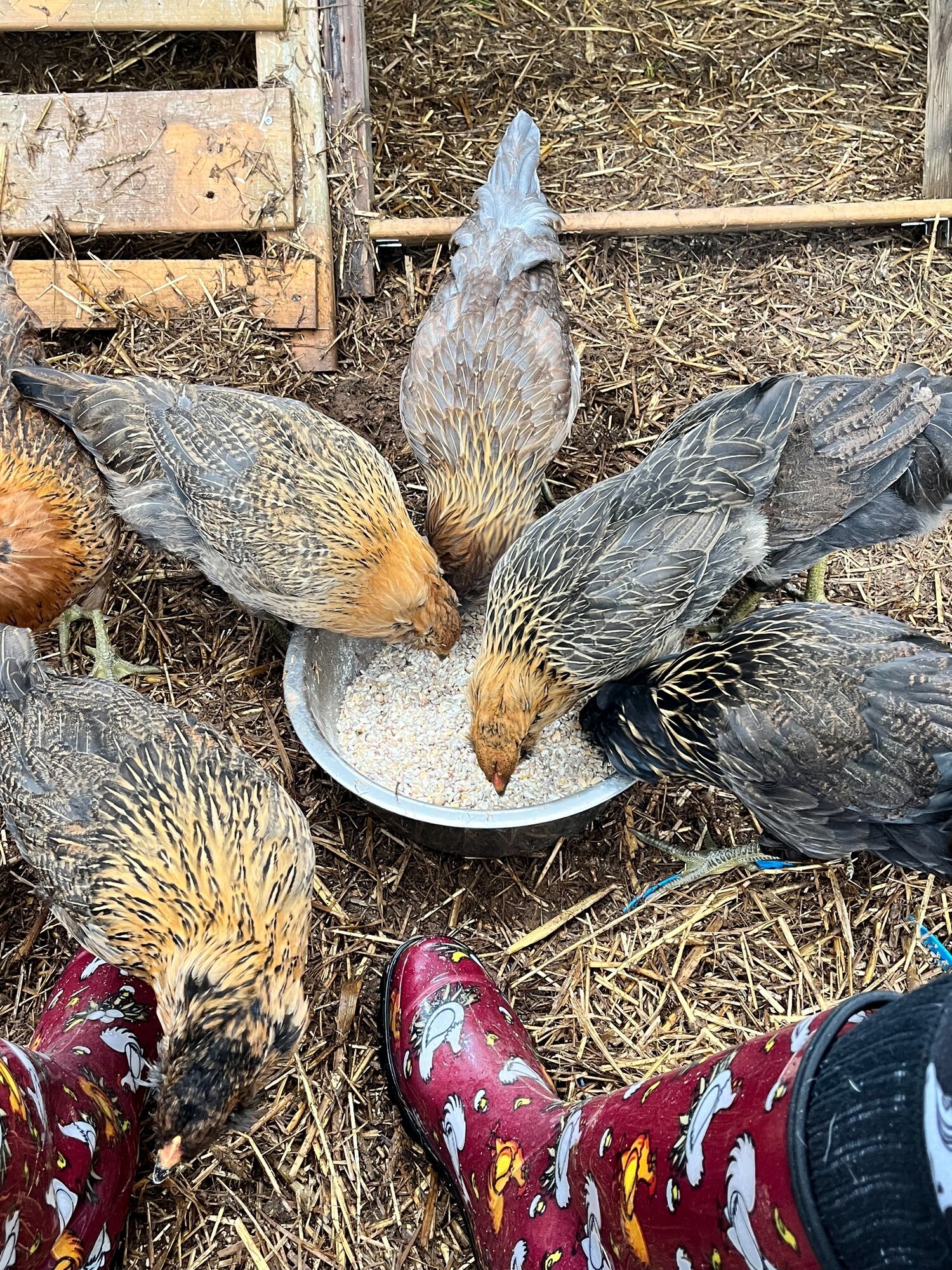 38.jpg | BackYard Chickens - Learn How to Raise Chickens