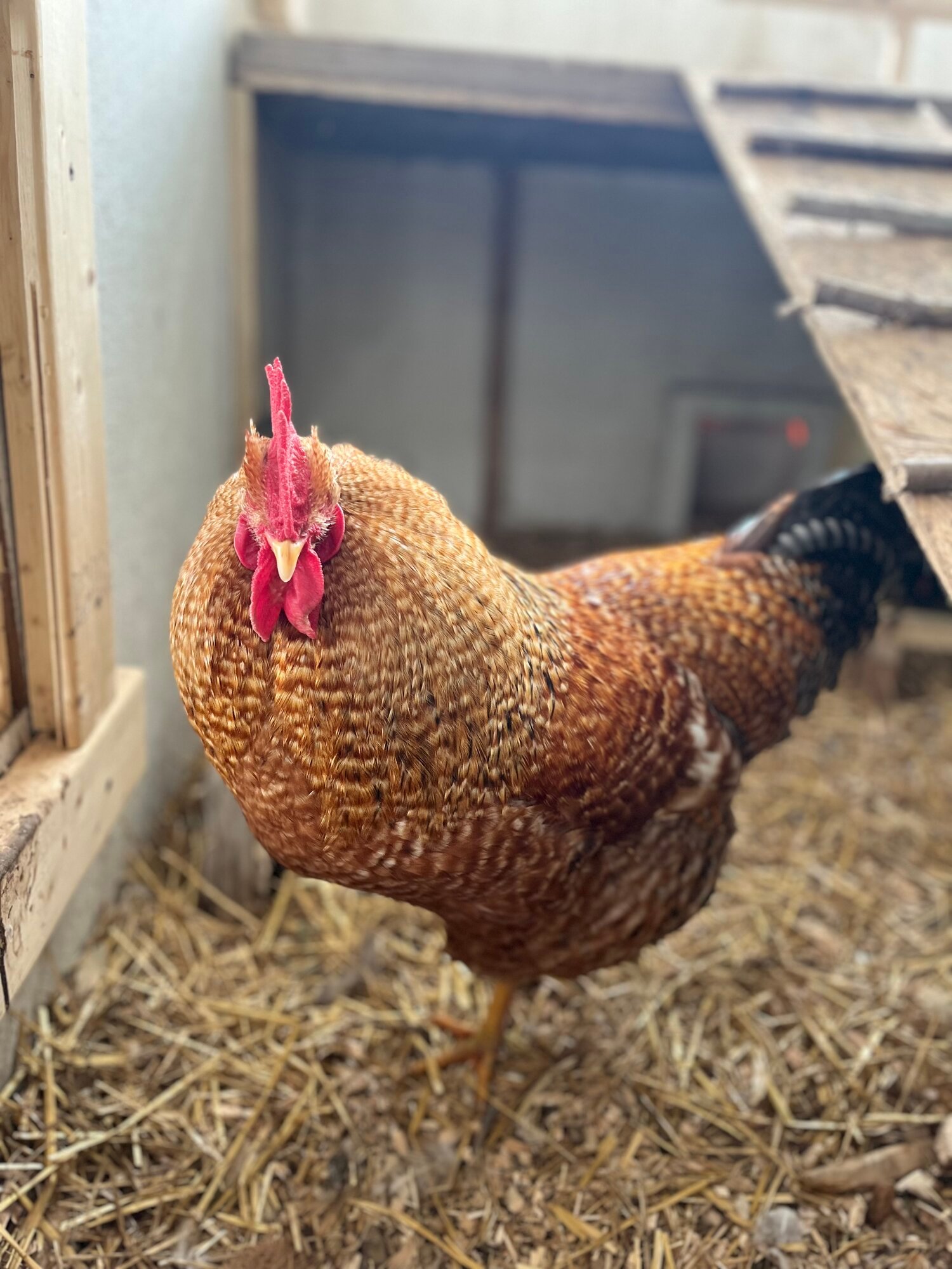 38.jpg | BackYard Chickens - Learn How to Raise Chickens