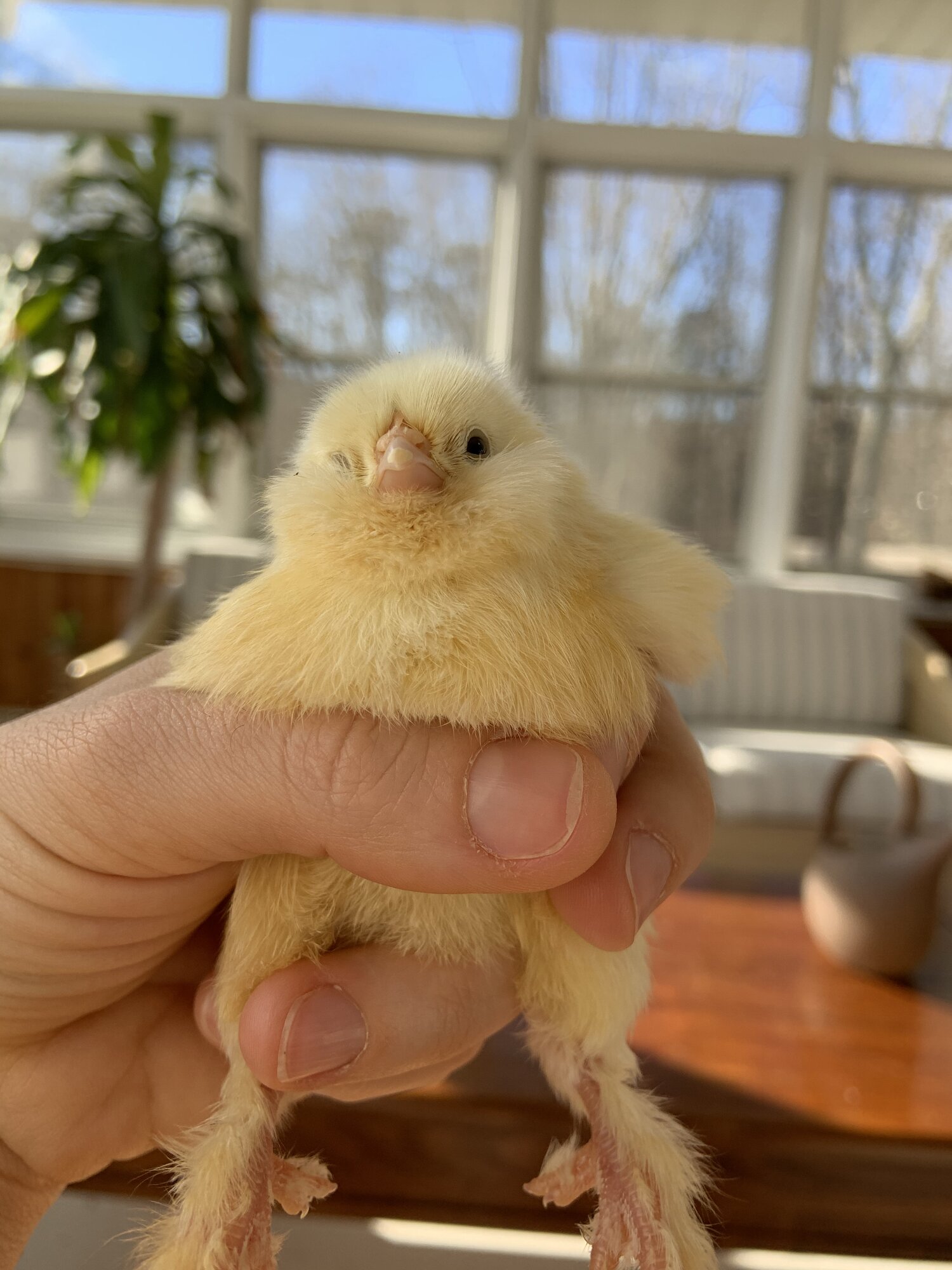 39.jpg | BackYard Chickens - Learn How to Raise Chickens